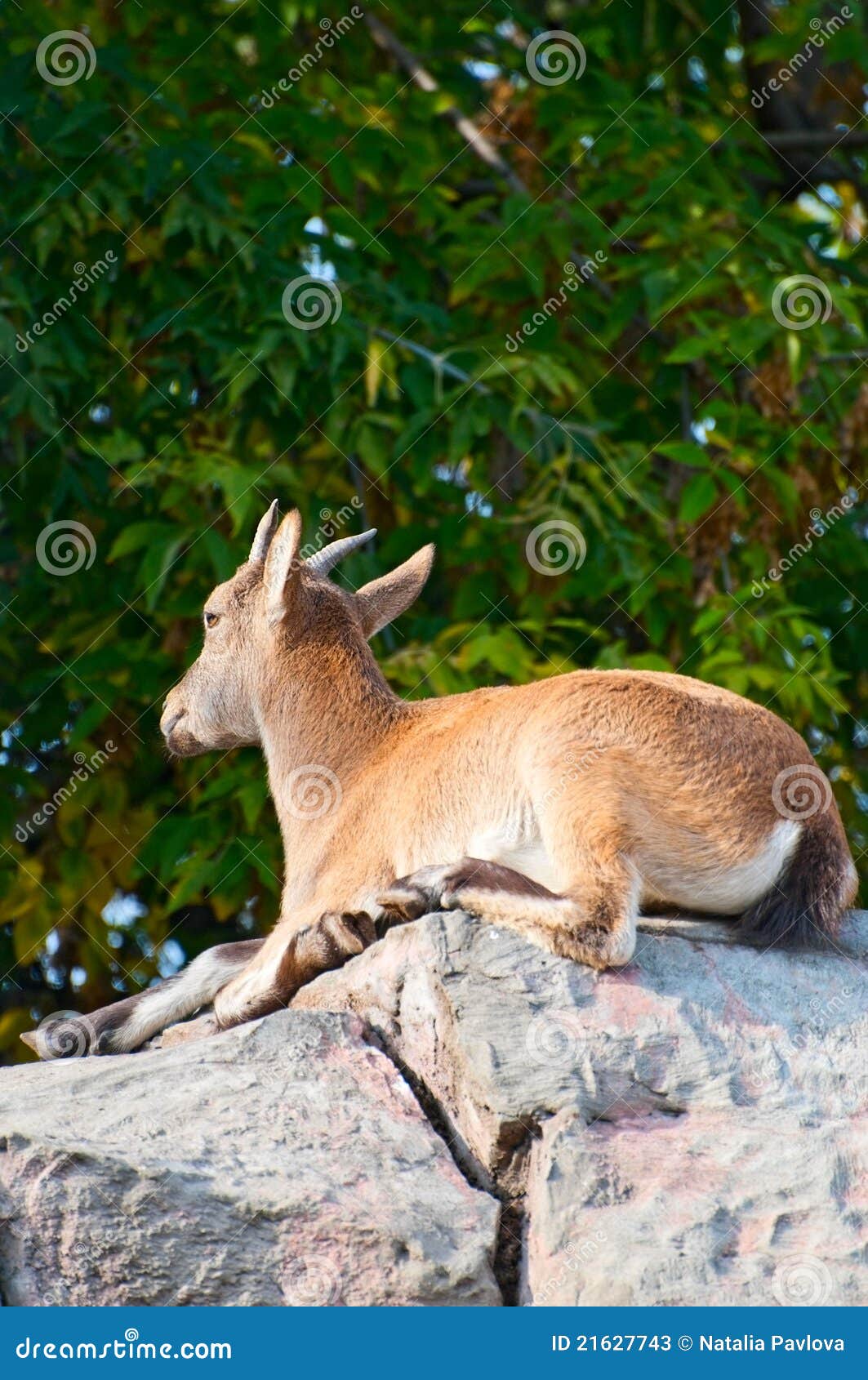 Tur stock image. Image of mountain, lying, animal, outdoors - 21627743