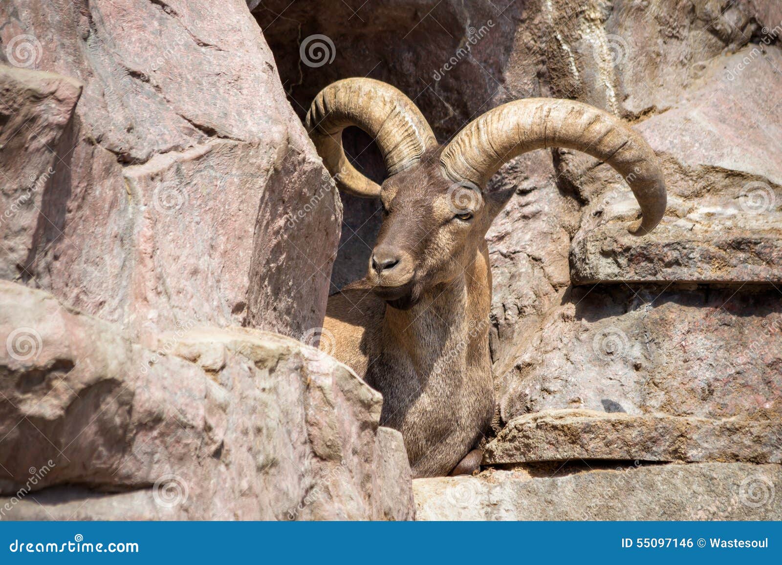 Tur caucasien est photo stock. Image du asie, pierres - 55097146