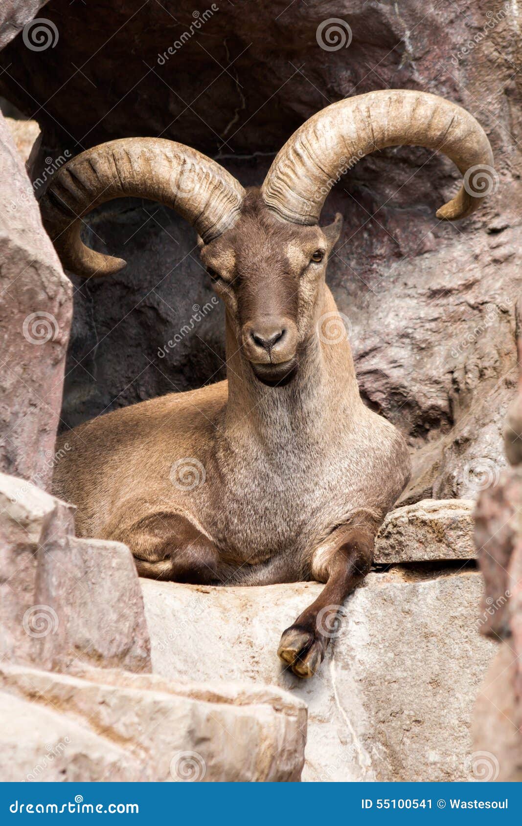 Tur caucasien est image stock. Image du herbivore, montagnes - 55100541