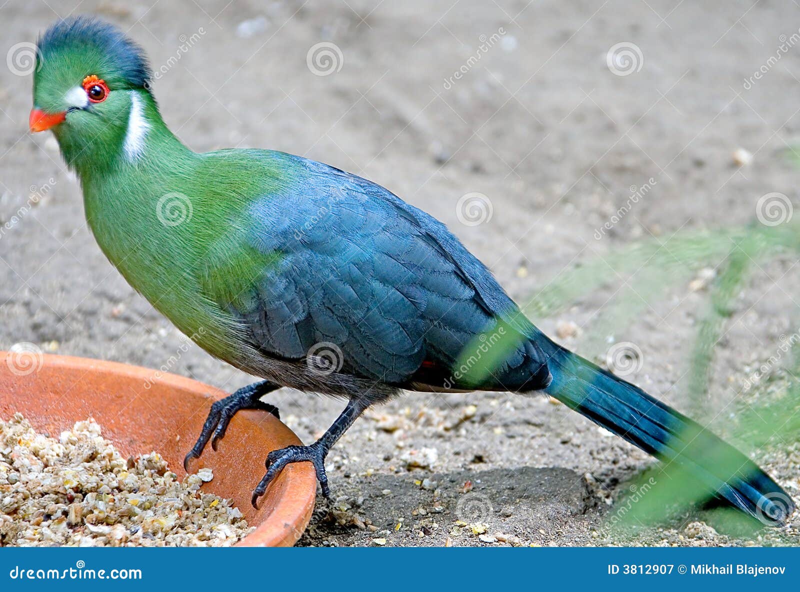 Turaco 1 stock image. Image of color, portrait, species - 3812907