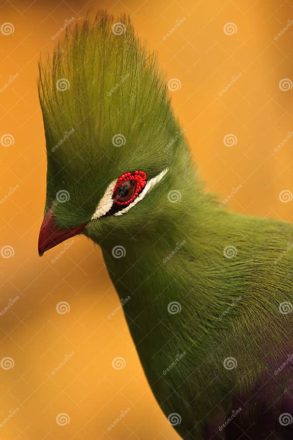 Turaco stock image. Image of bird, turaco, schalow, aviary - 29225731