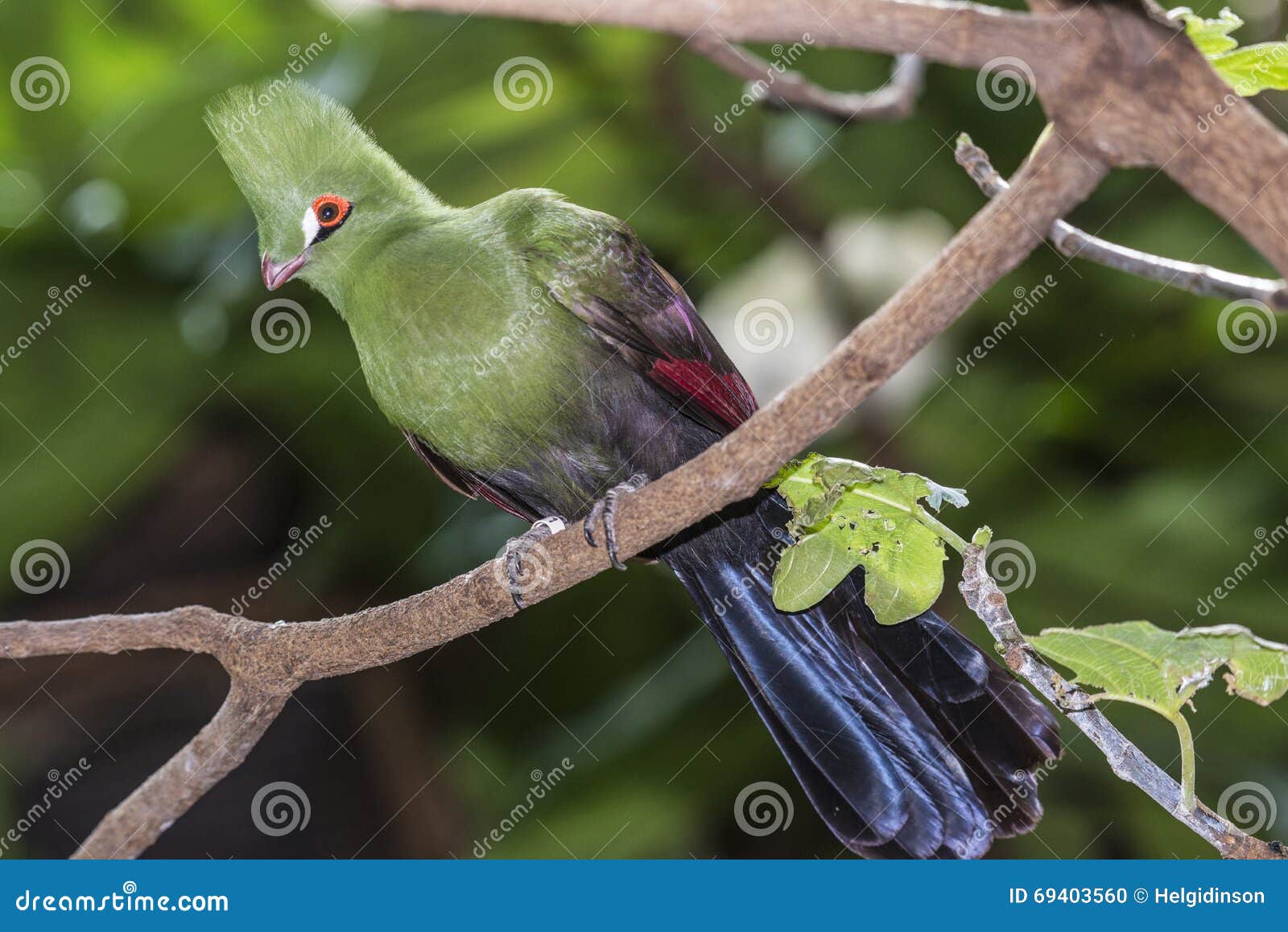 Turaco De Guinea (persa De Tauraco) Foto de archivo - Imagen de sentada ...