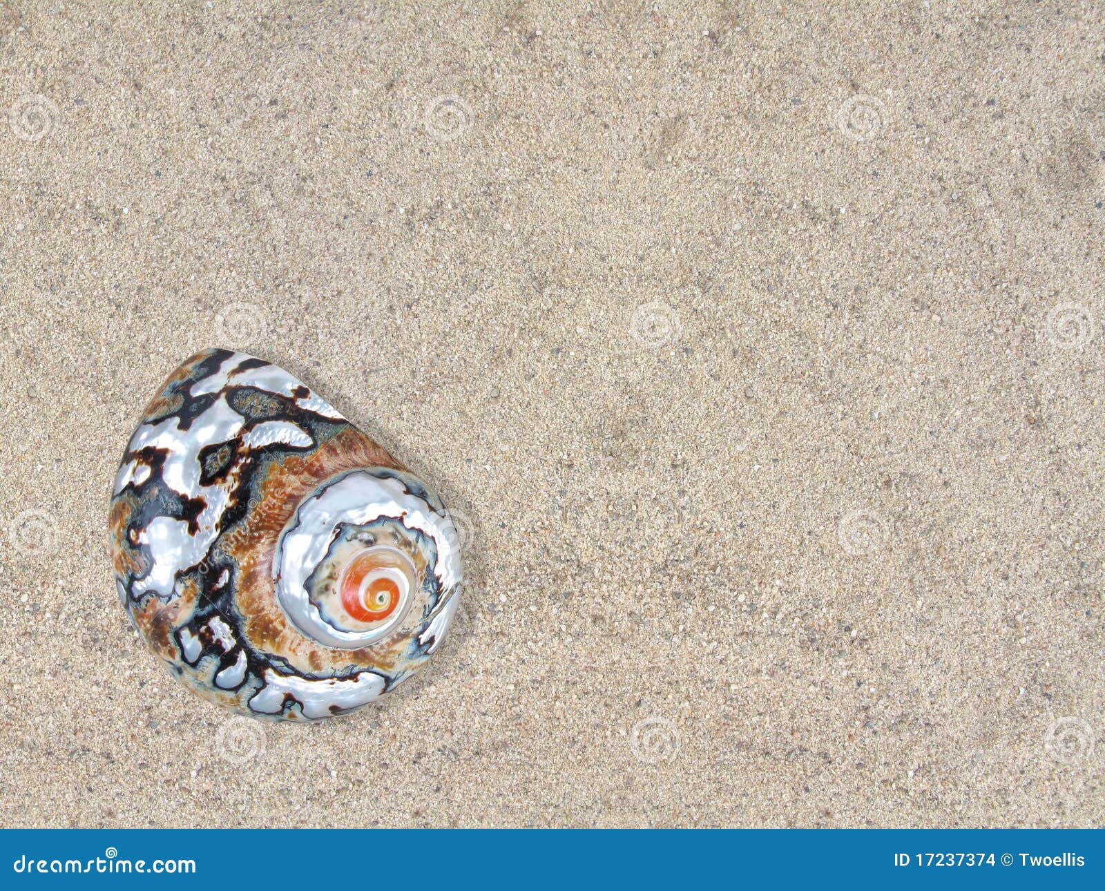 Turban shell stock photo. Image of paradise, shell, texture - 17237374