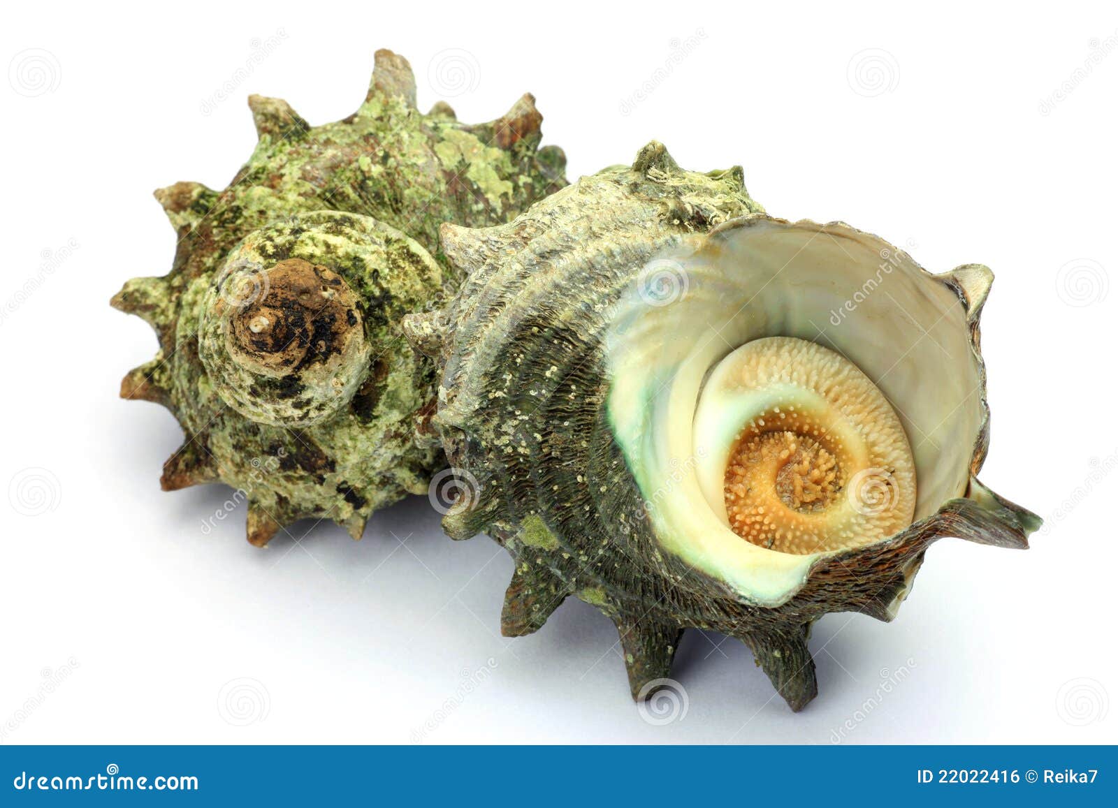 Turban shell stock photo. Image of shell, fishery, marine - 22022416