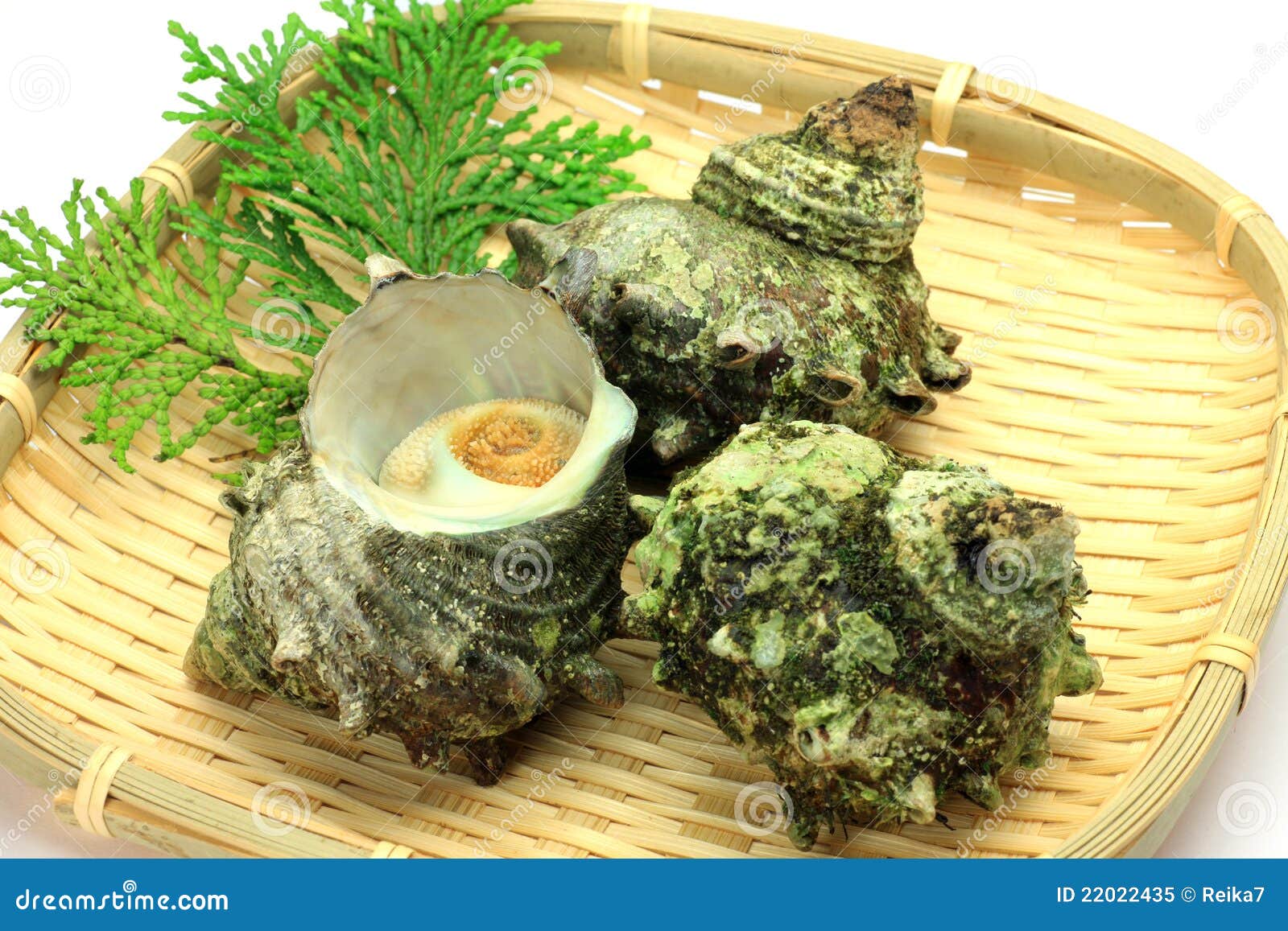 Turban shell stock image. Image of products, white, food - 22022435