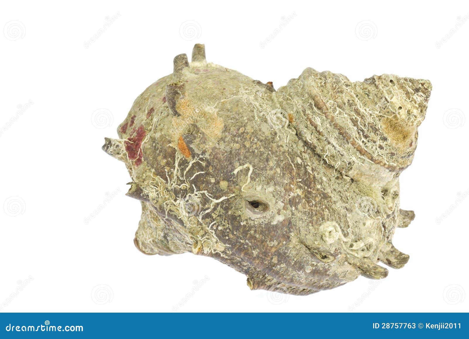 Turban shell stock image. Image of nature, back, biology - 28757763
