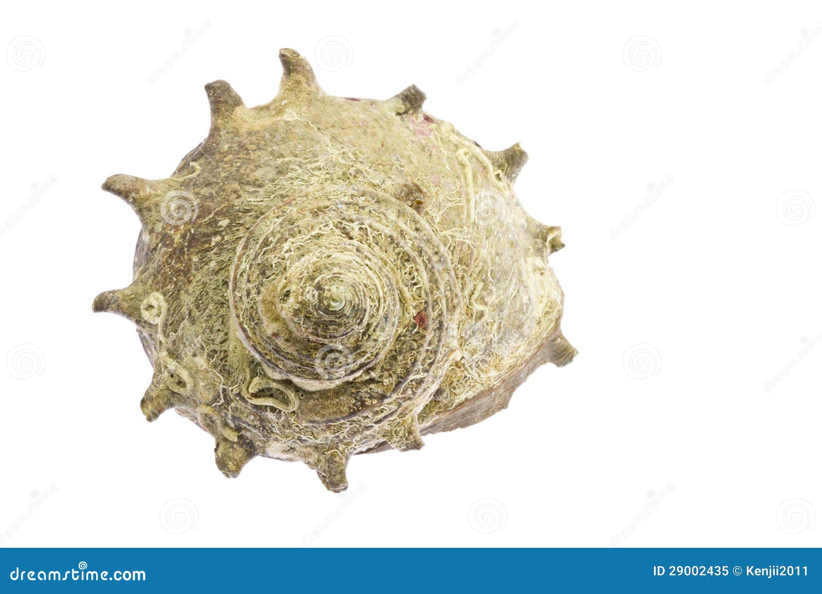 Turban shell stock image. Image of life, aquatic, design - 29002435