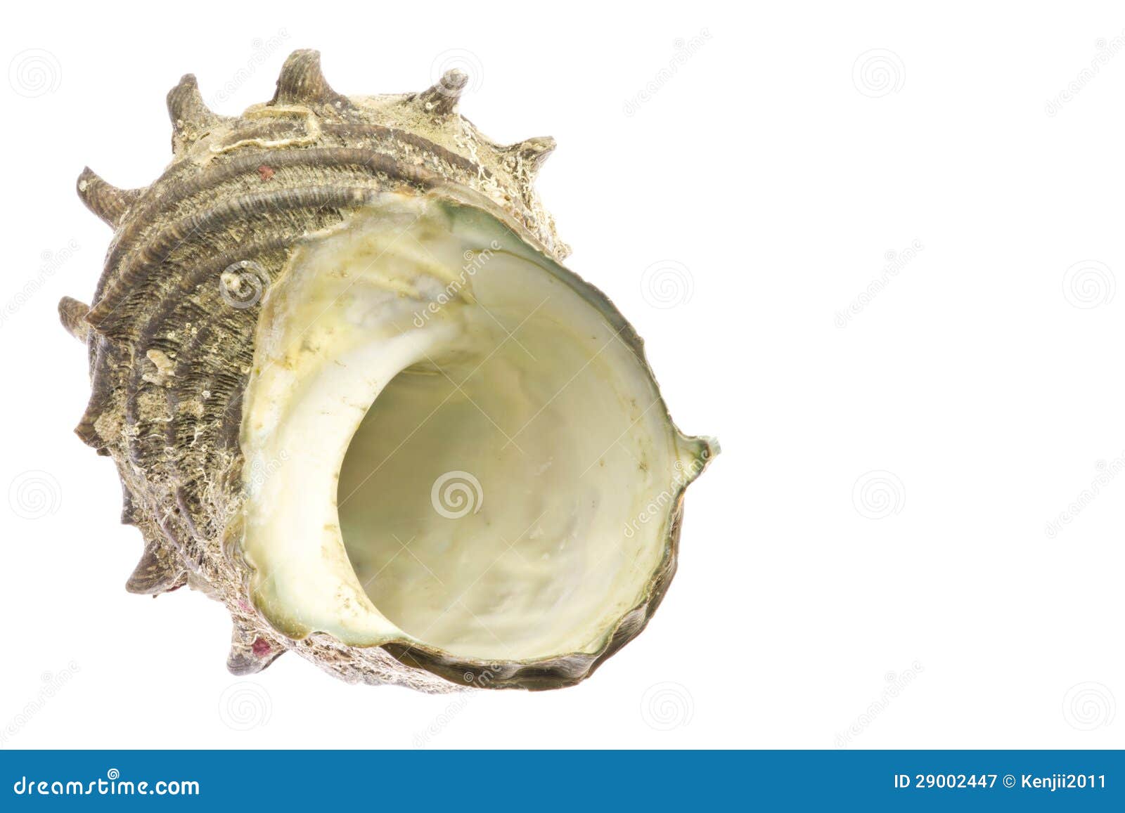Turban shell stock image. Image of back, isolated, mollusk - 29002447
