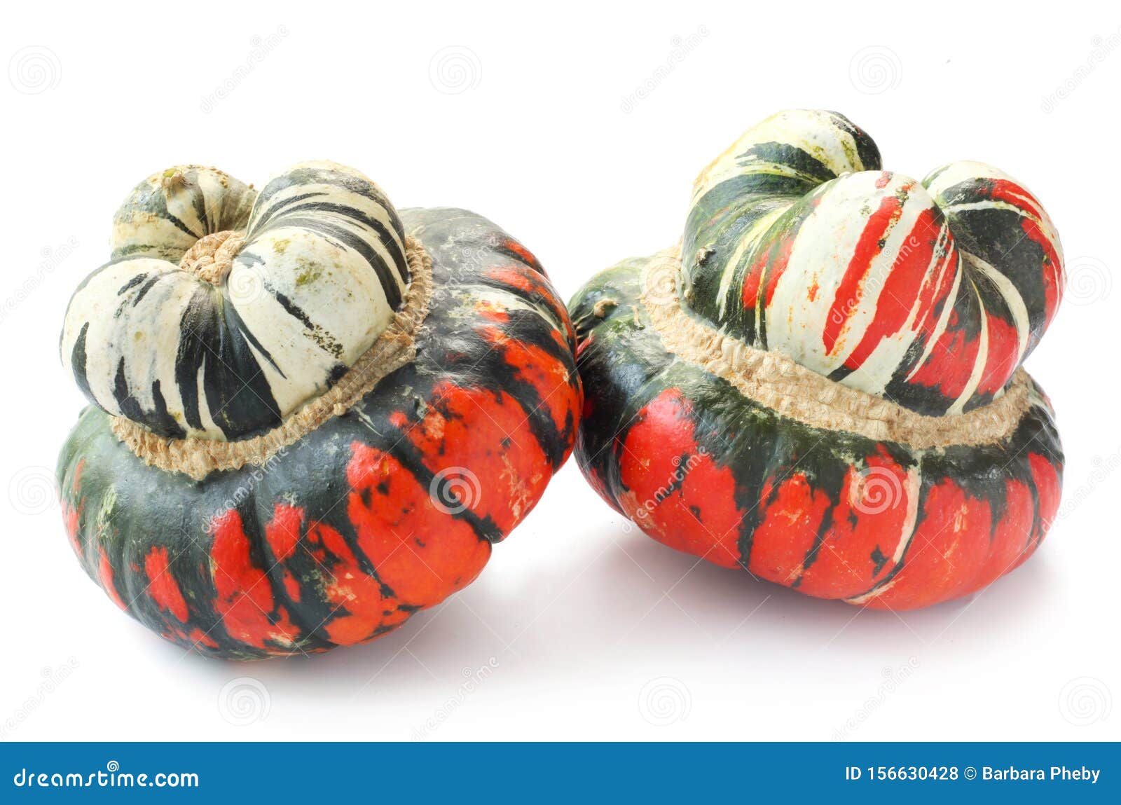 Turban Squash stock photo. Image of white, isolated - 156630428