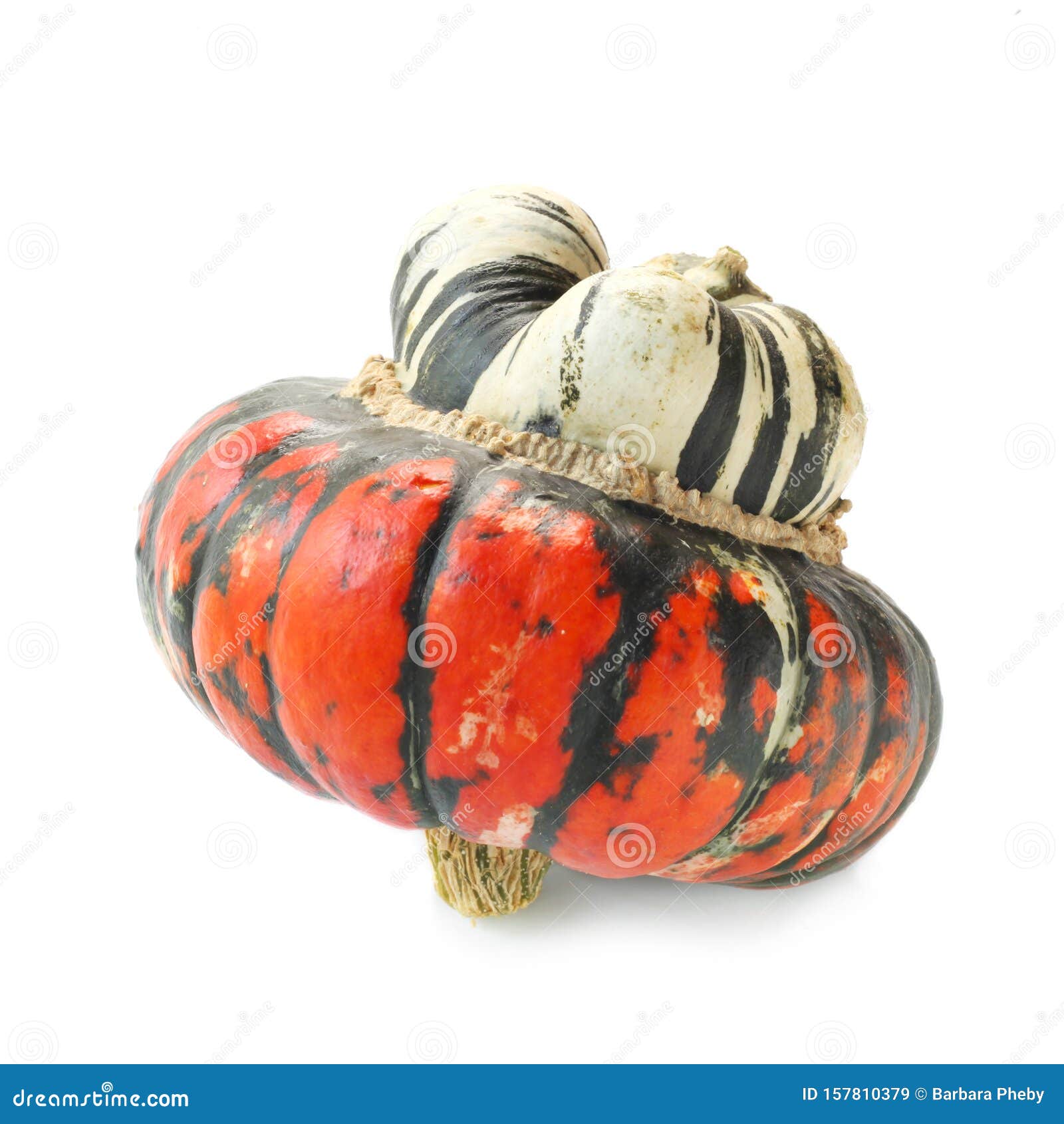 Turban Squash stock image. Image of turban, season, pumpkin - 157810379