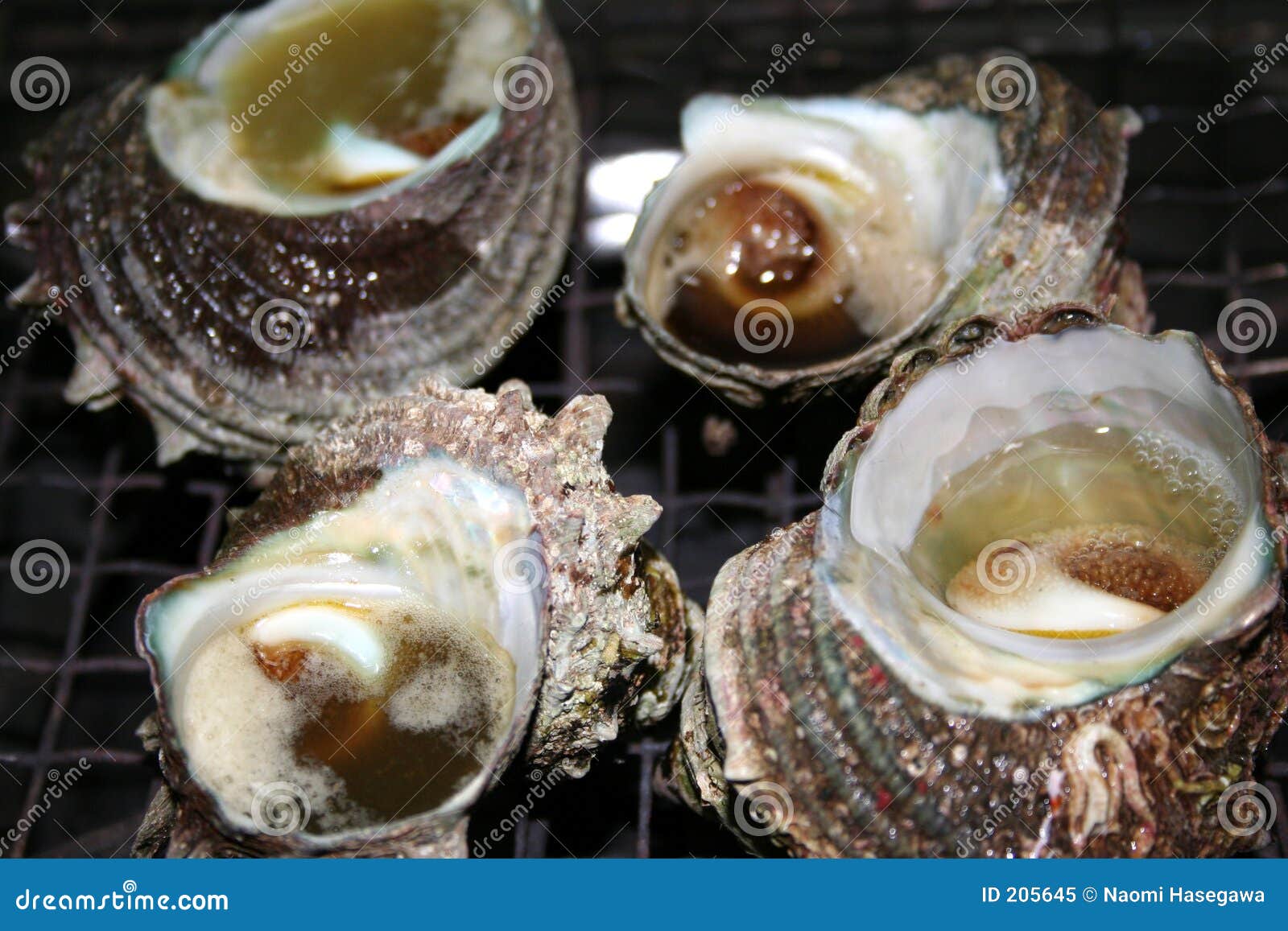 Turban Top Shell stock image. Image of dine, food, seafood - 205645