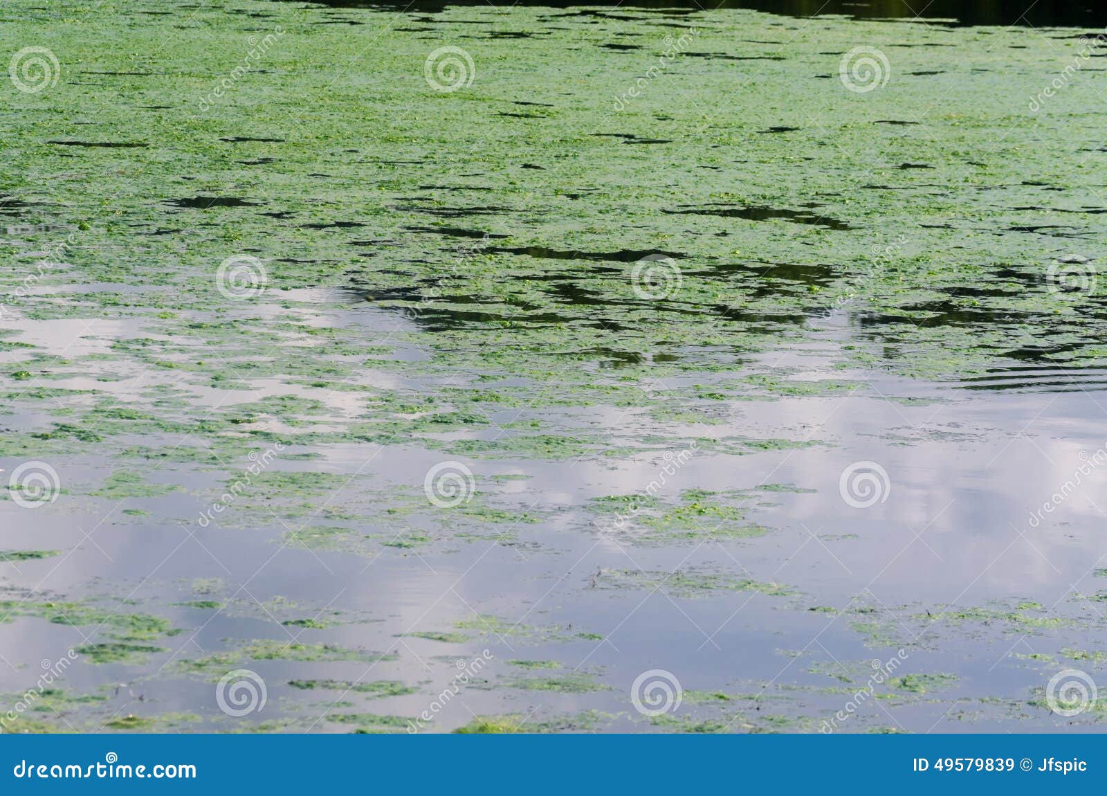 Turbid Water Contaminated by Algae Stock Image - Image of deficient ...