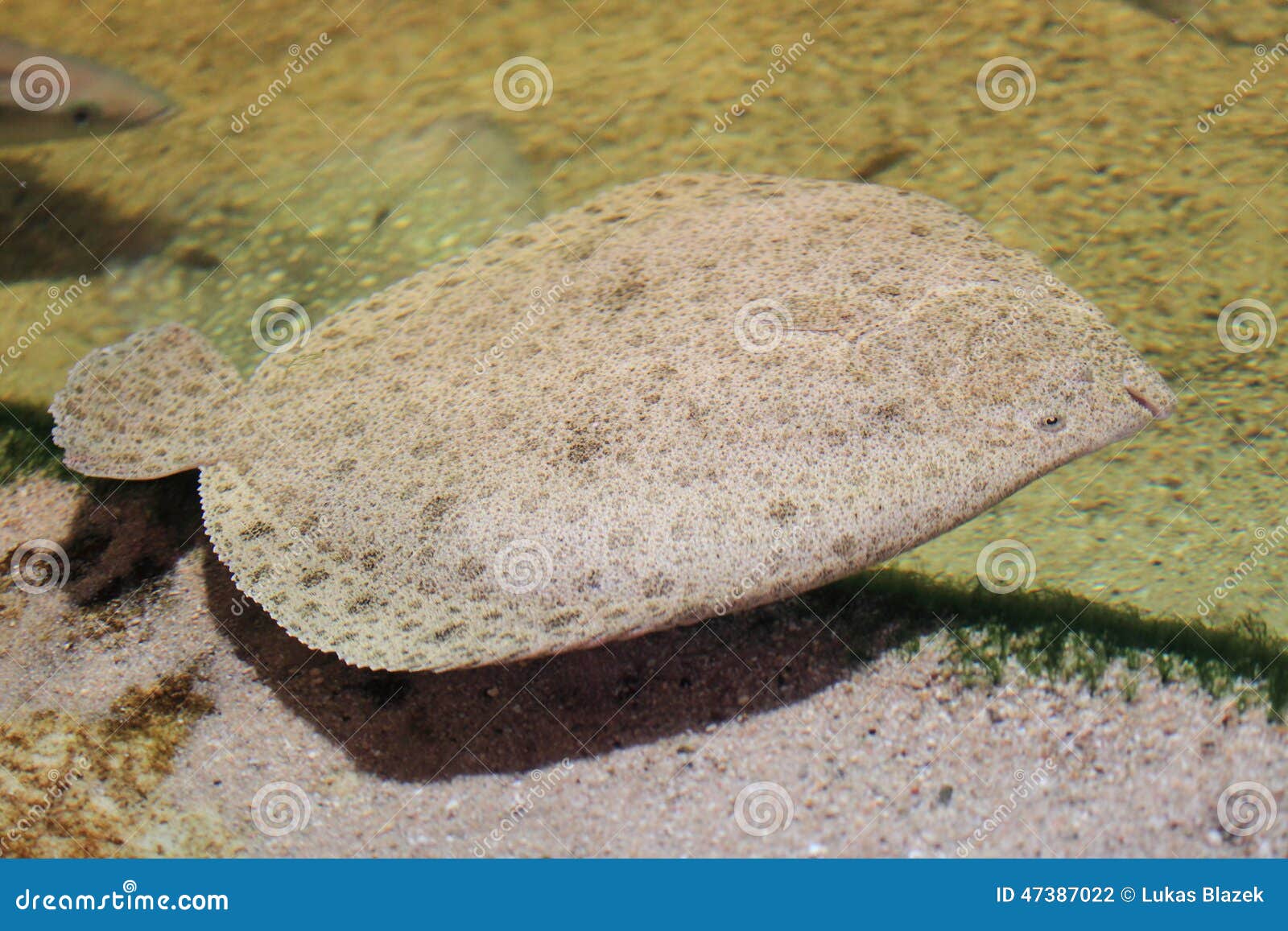 Turbot stock photo. Image of flatfish, turbot, nature - 47387022