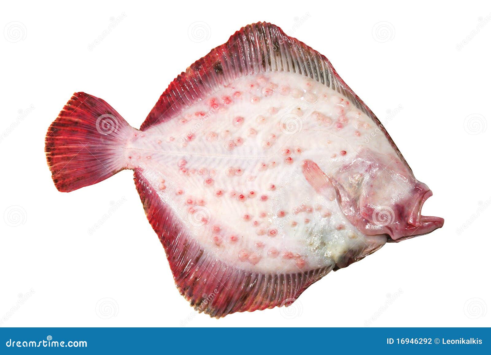 Turbot Fish Stock Photography - Image: 16946292