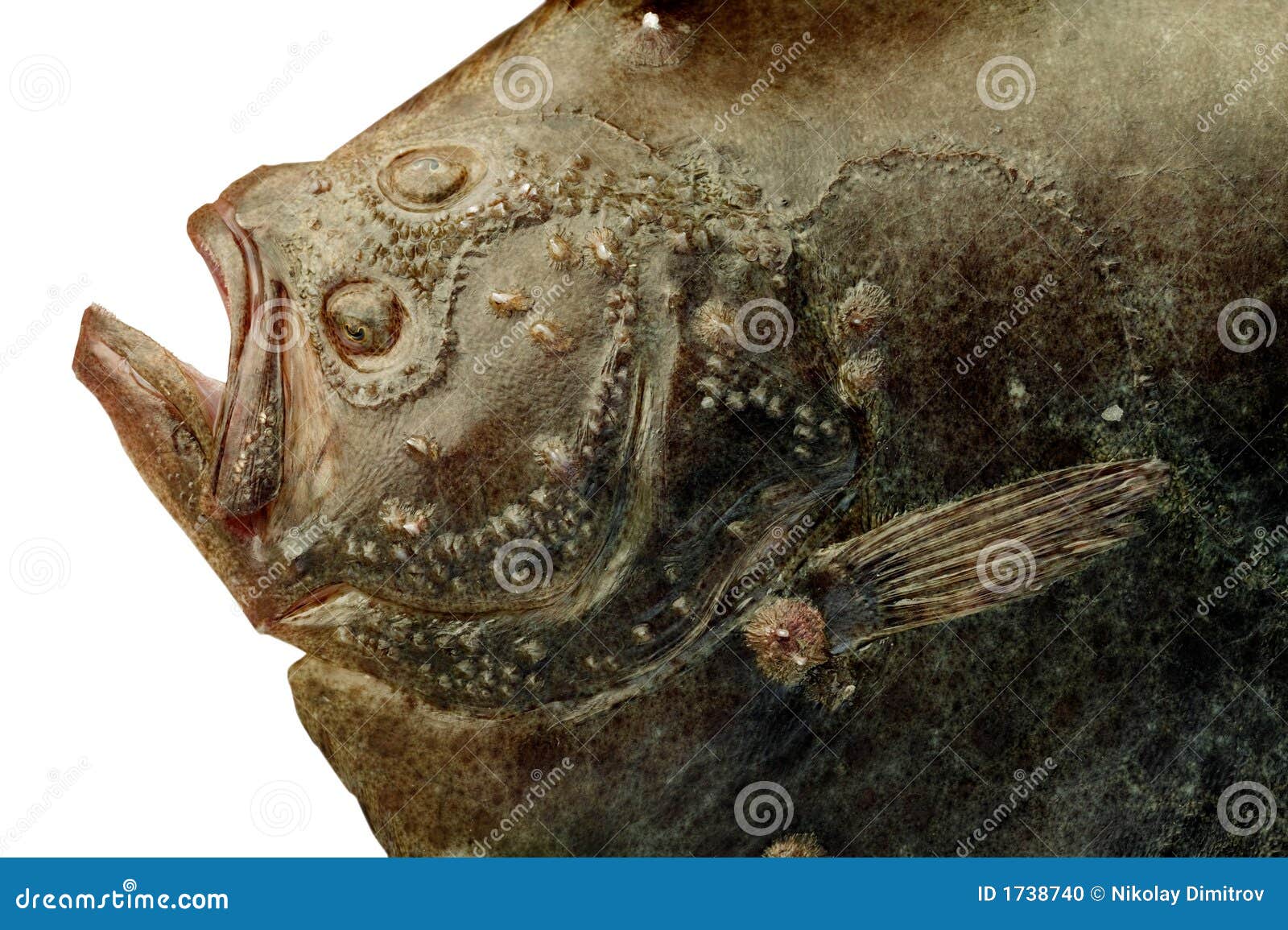 Turbot fish stock photo. Image of nature, animal, catch - 1738740