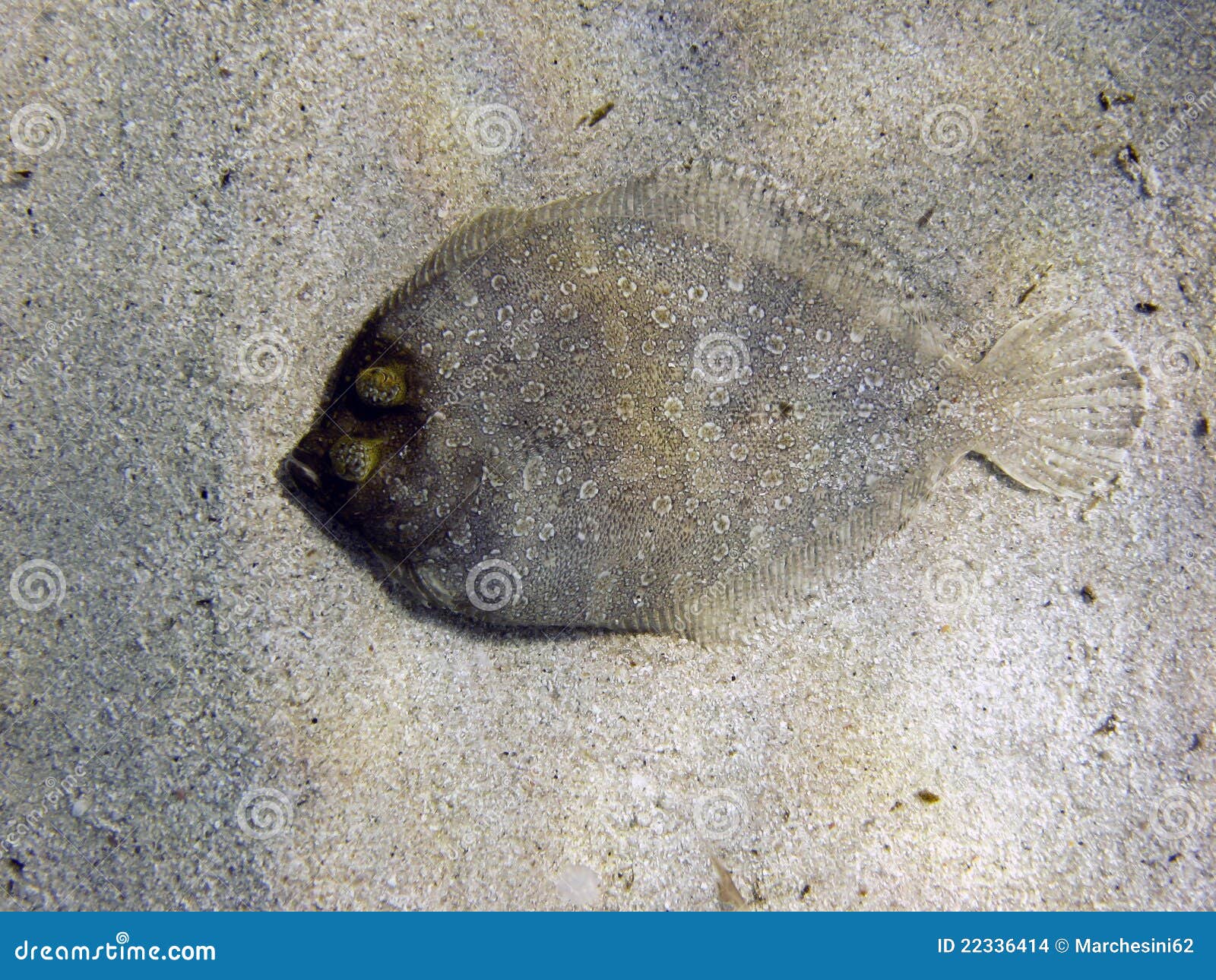 Turbot fish stock photo. Image of diving, sand, dive - 22336414
