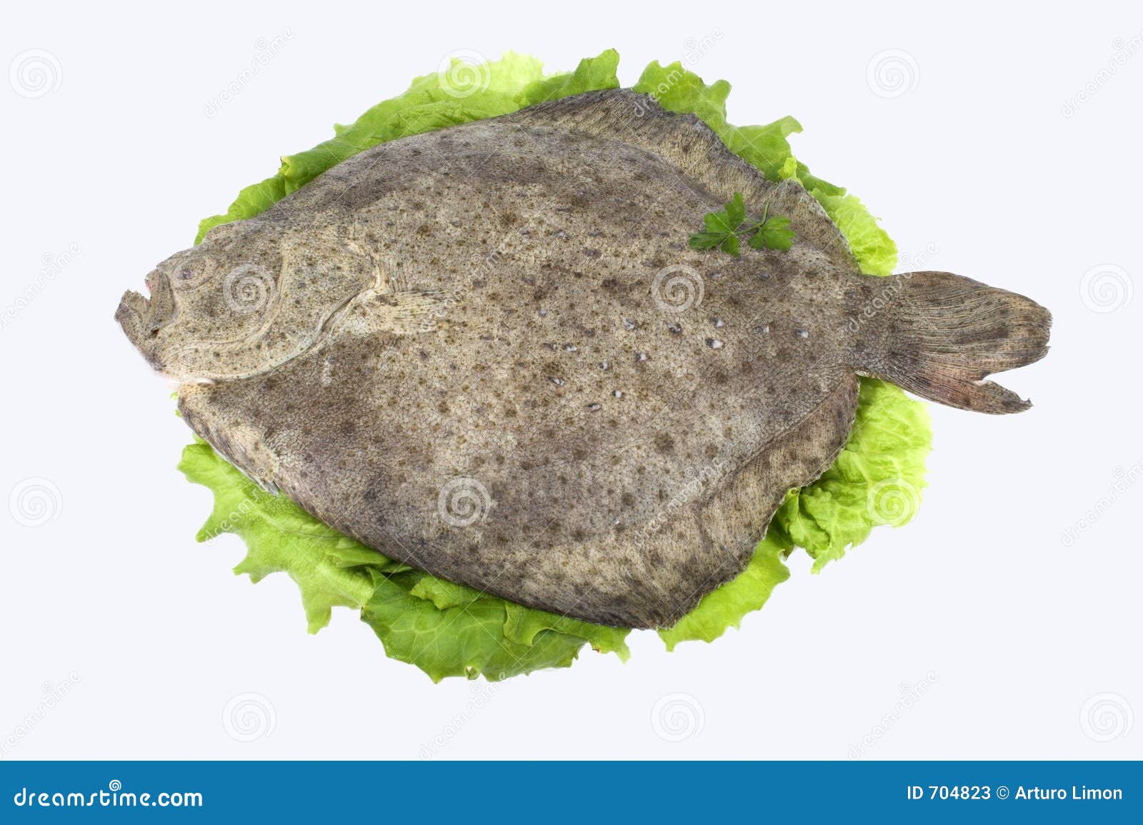 Turbot Fish Stock Photo | CartoonDealer.com #32264796