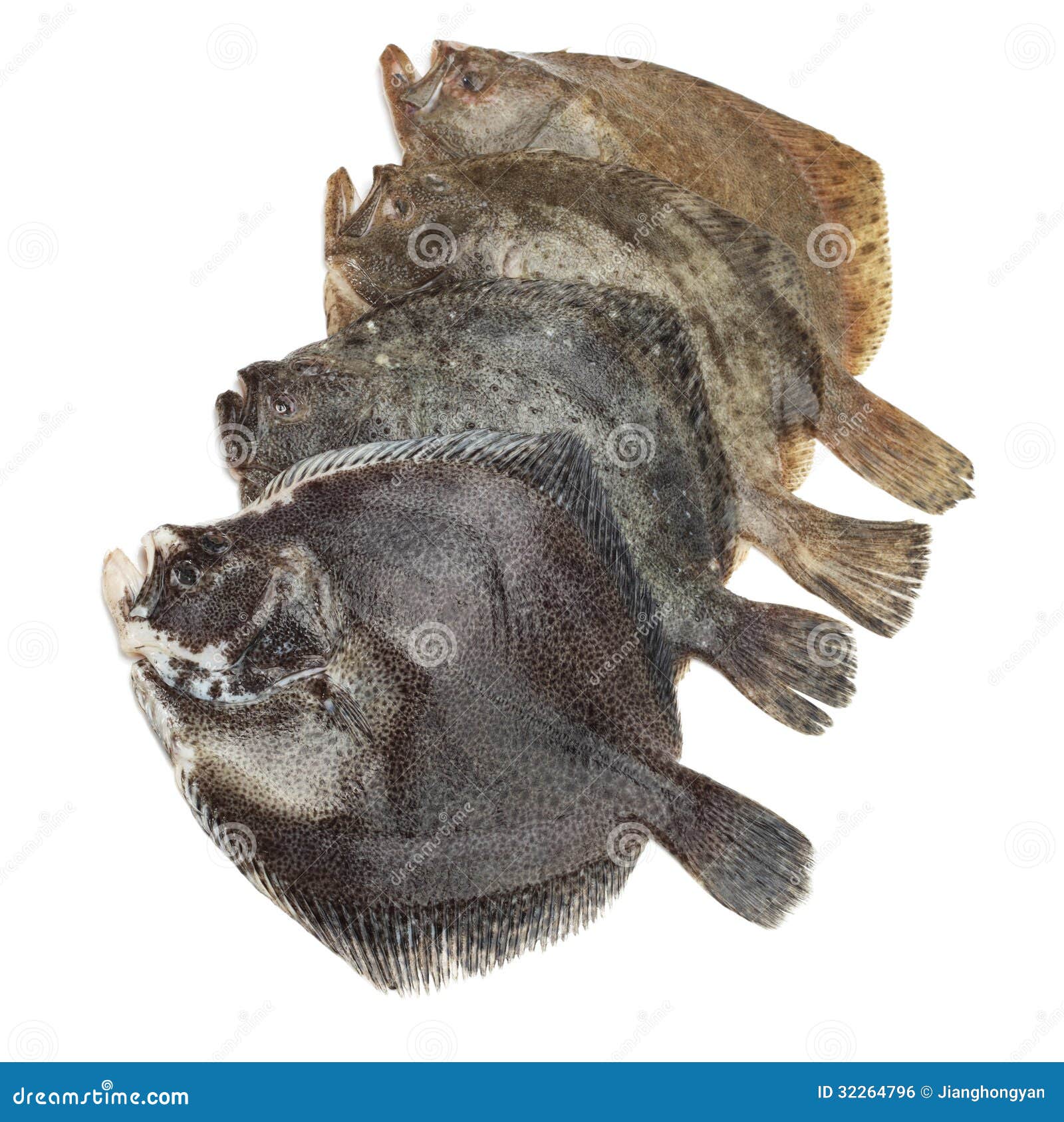 Turbot fish stock photo. Image of isolated, turbot, maxima - 32264796