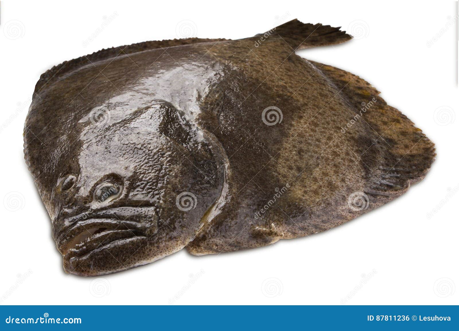 Turbot fish stock photo. Image of flatfish, marine, catch - 87811236