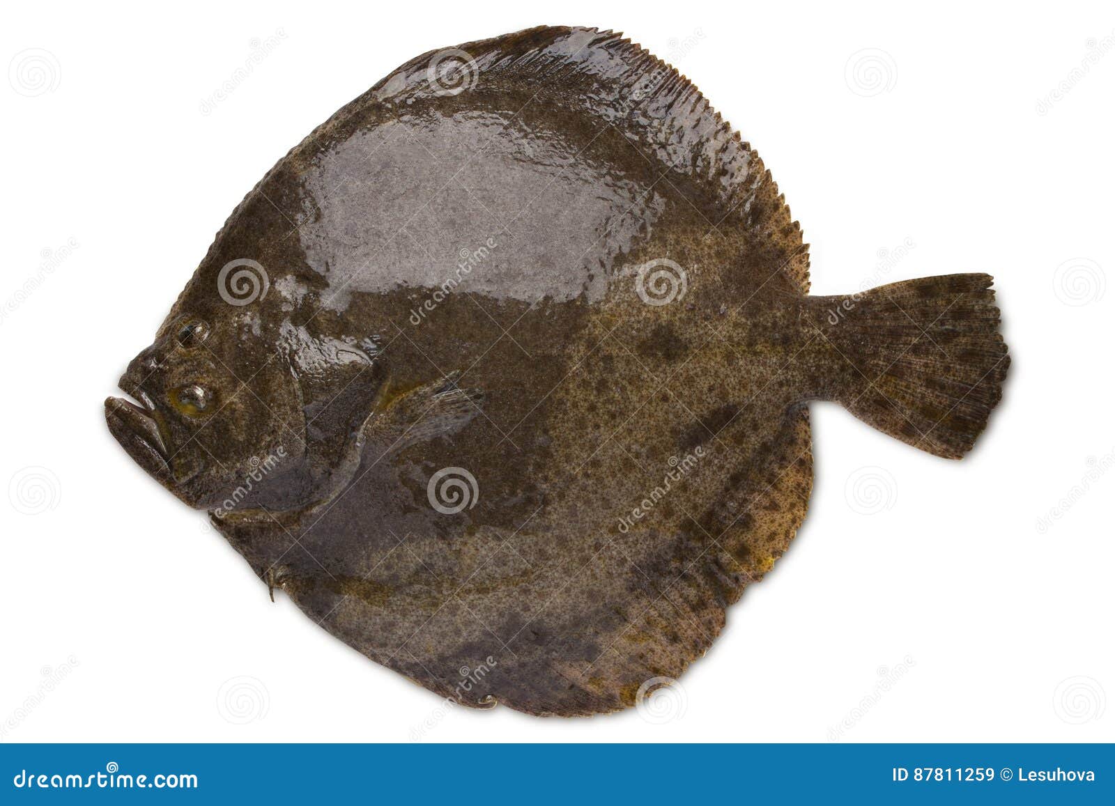Turbot fish stock image. Image of mediterranean, healthy - 87811259