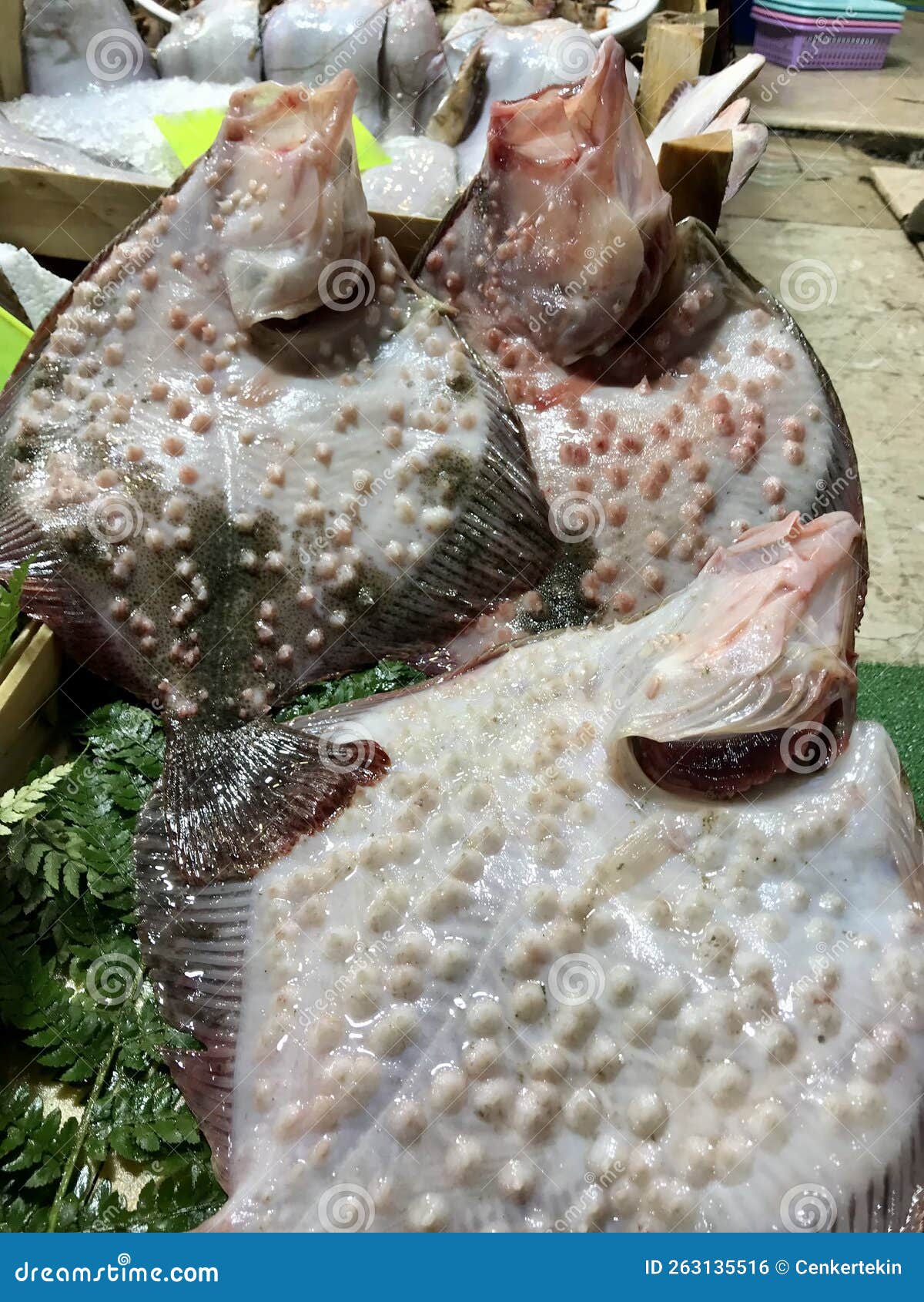 Turbot Fish stock photo. Image of history, cityscape - 263135516