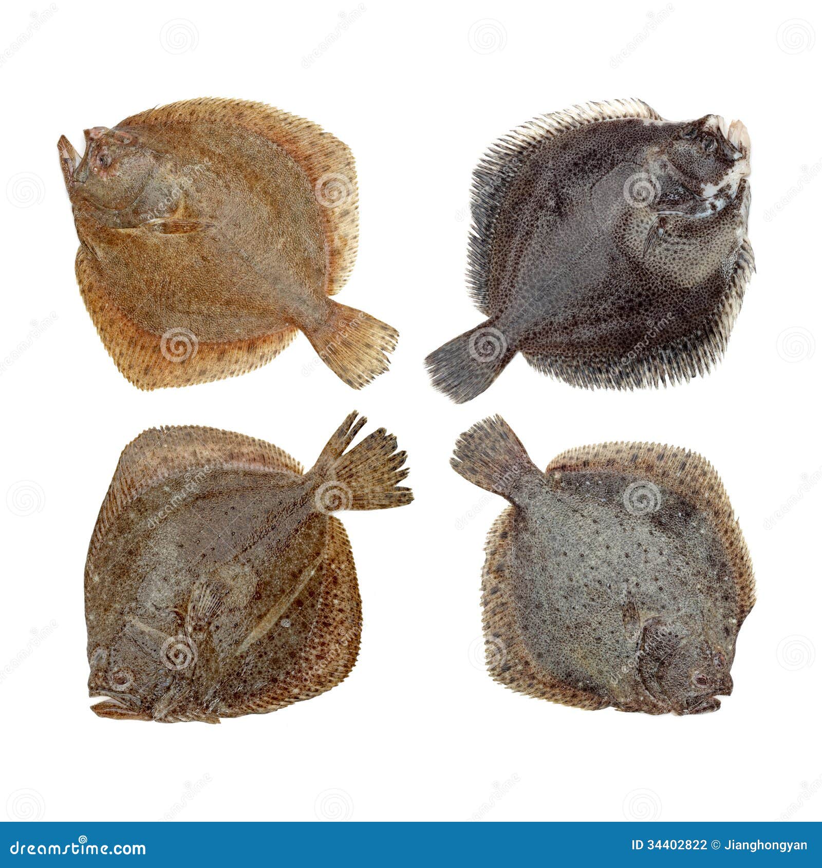 Turbot Fish Stock Photo | CartoonDealer.com #32264796