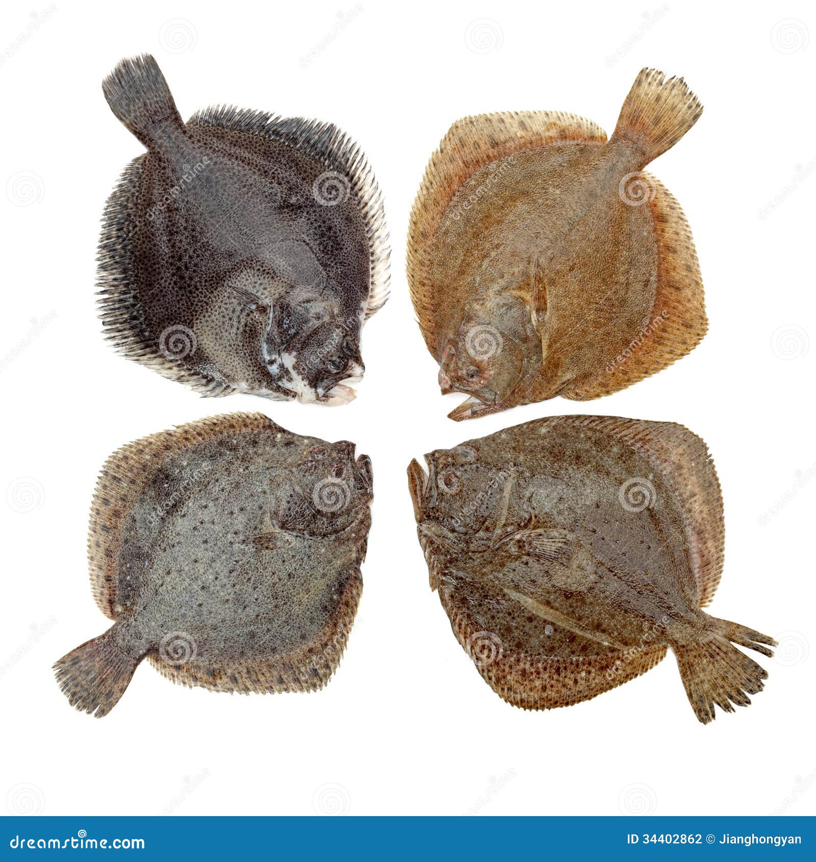 Turbot fish stock photo. Image of space, flesh, seafood - 34402862