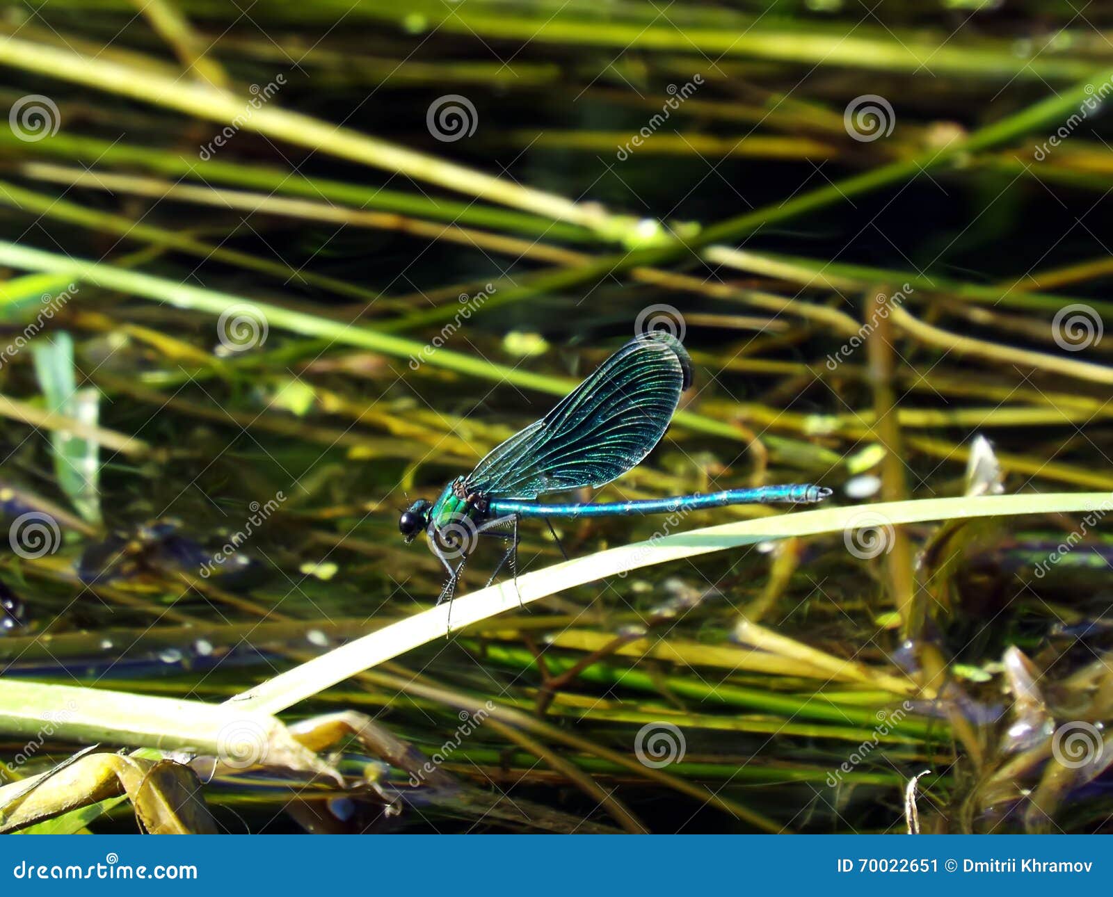 Turchese Della Perla Della Libellula Dell'insetto Immagine Stock ...