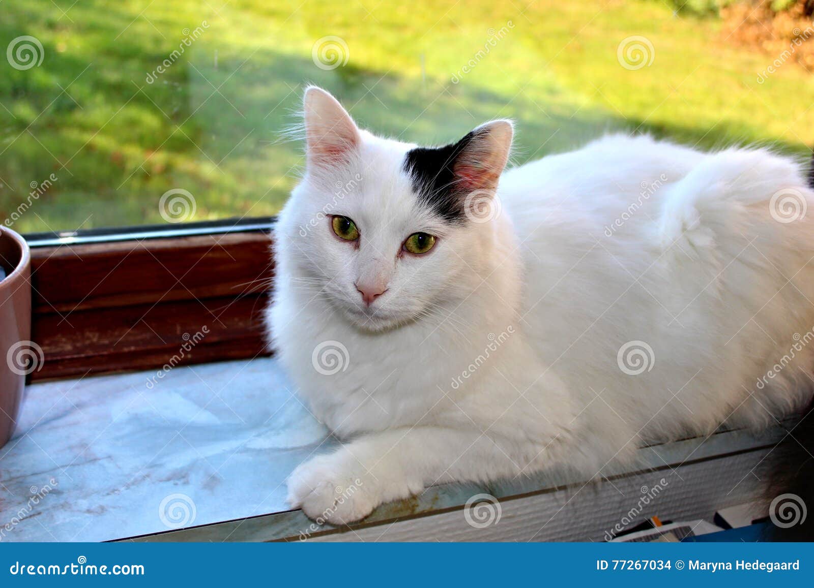 Turco Van Della Razza Del Gatto O Angora Turca Fotografia Stock ...