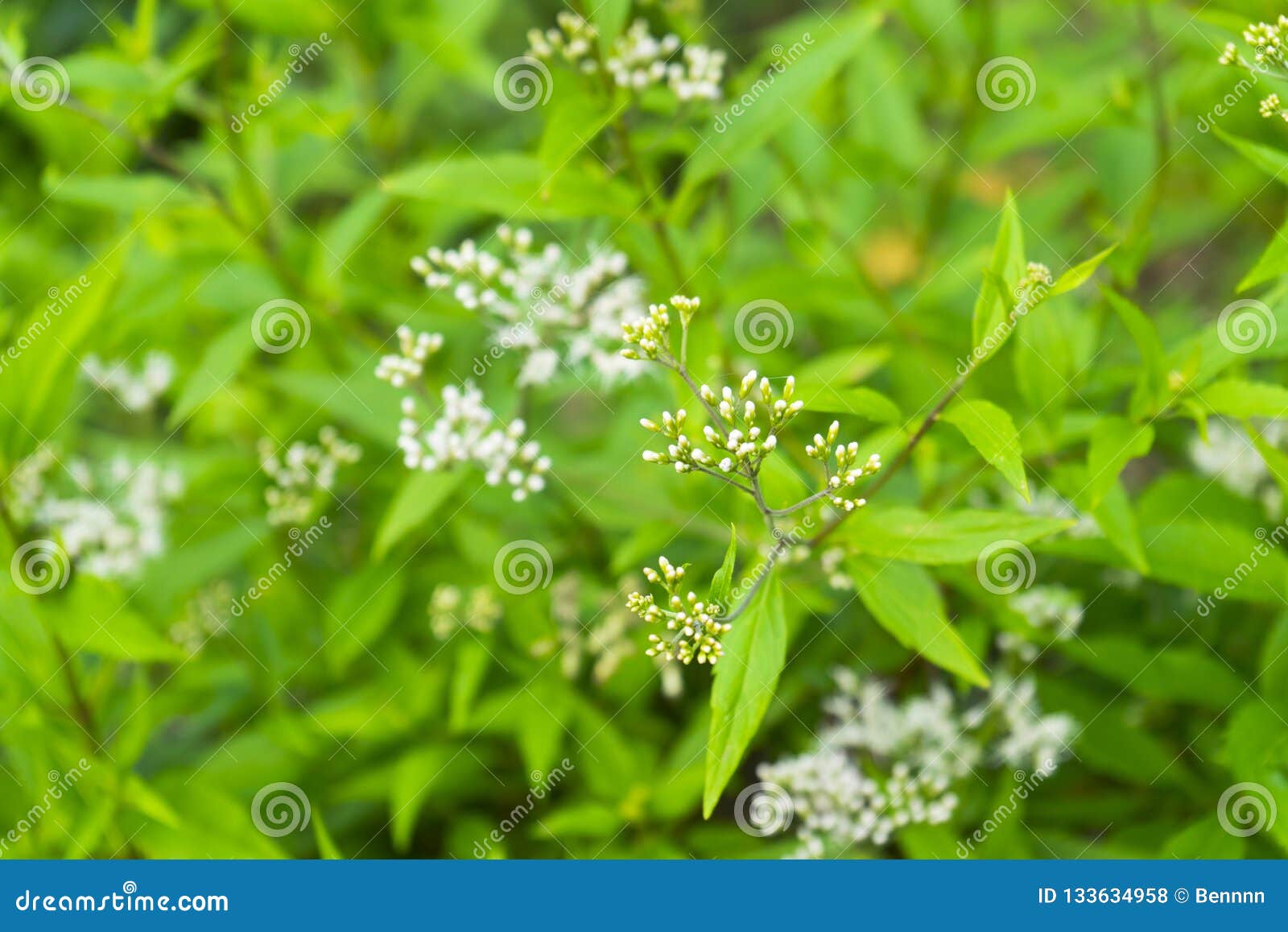 Turcz Del Fortunei Del Eupatorium Foto de archivo - Imagen de medicinal ...