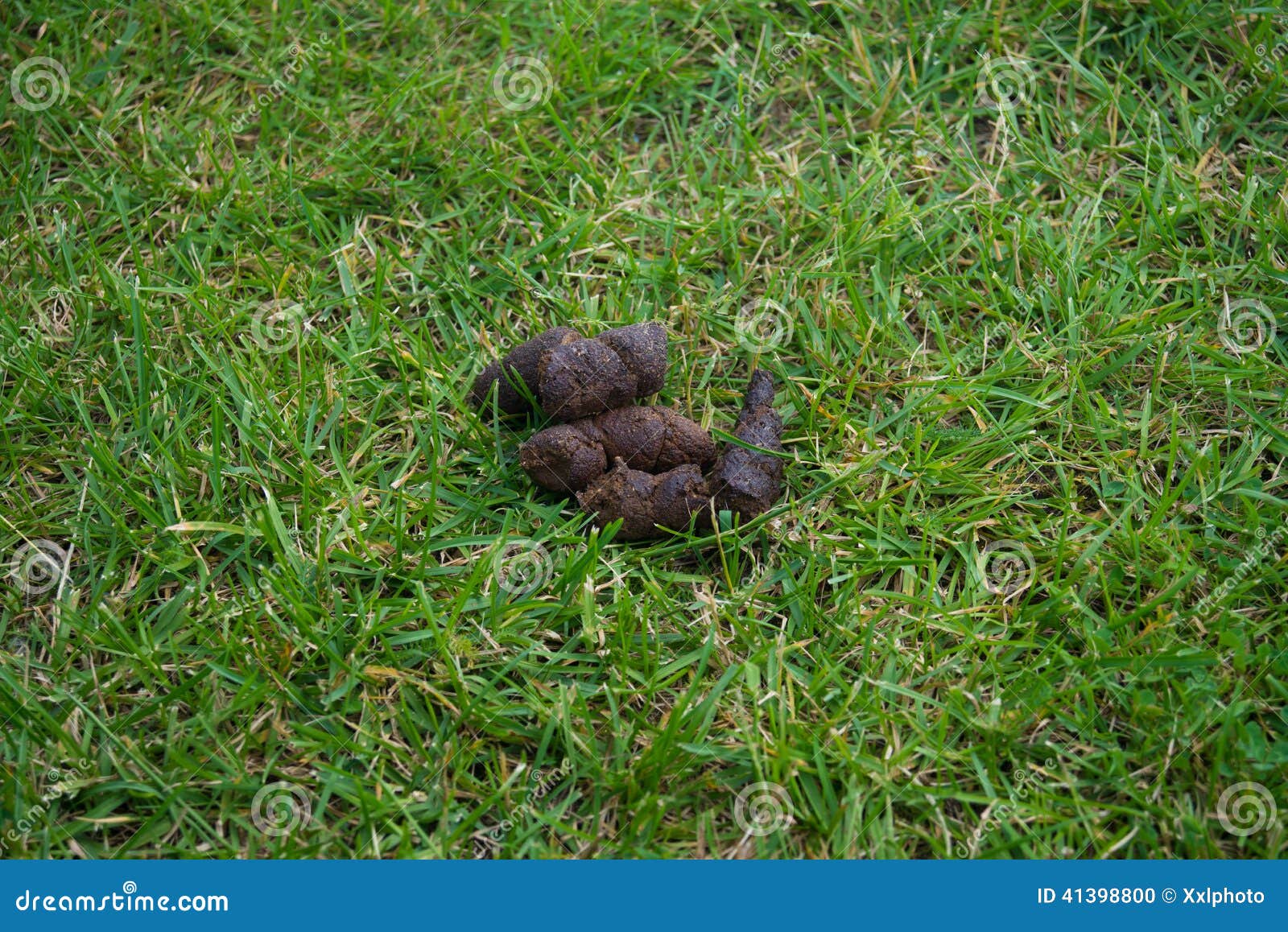 Turd in park stock photo. Image of soiling, excrement - 41398800