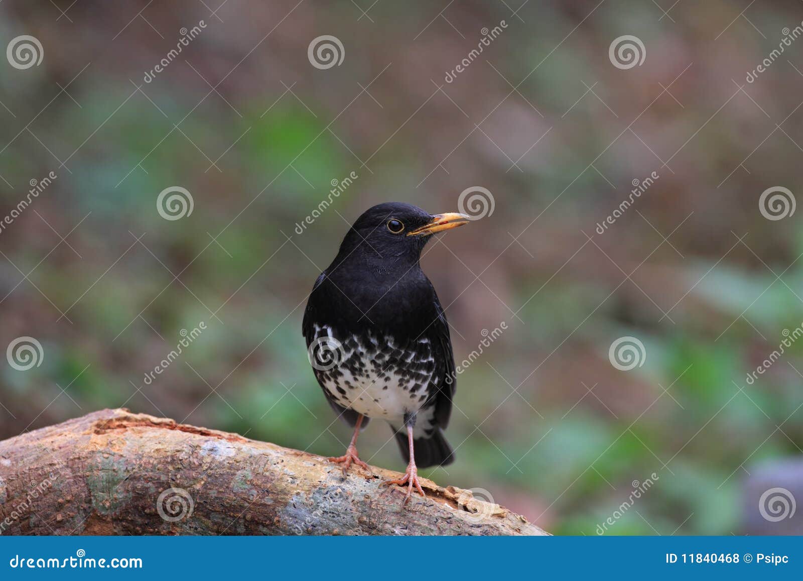 Turdus Cardis, Gray Thrush, Japanese Thrush Stock Photo - Image of ...