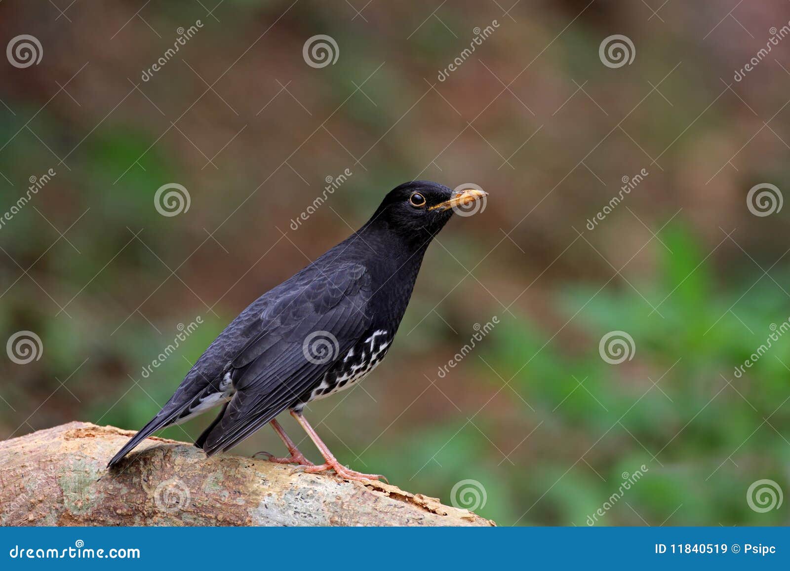 Turdus Cardis, Gray Thrush, Japanese Thrush Stock Image - Image of ...