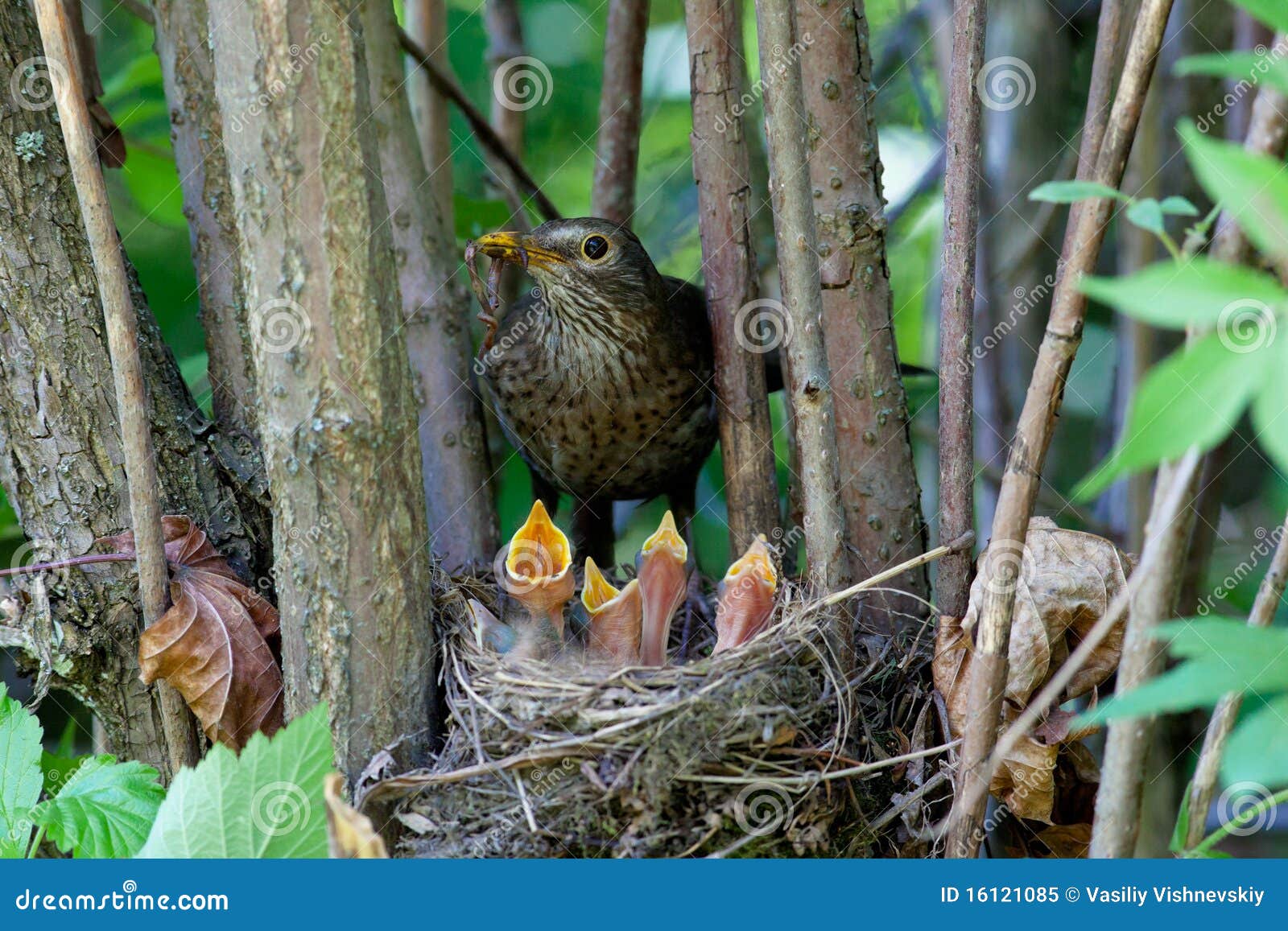 Turdus merula, Blackbird stock image. Image of fledgling - 16121085
