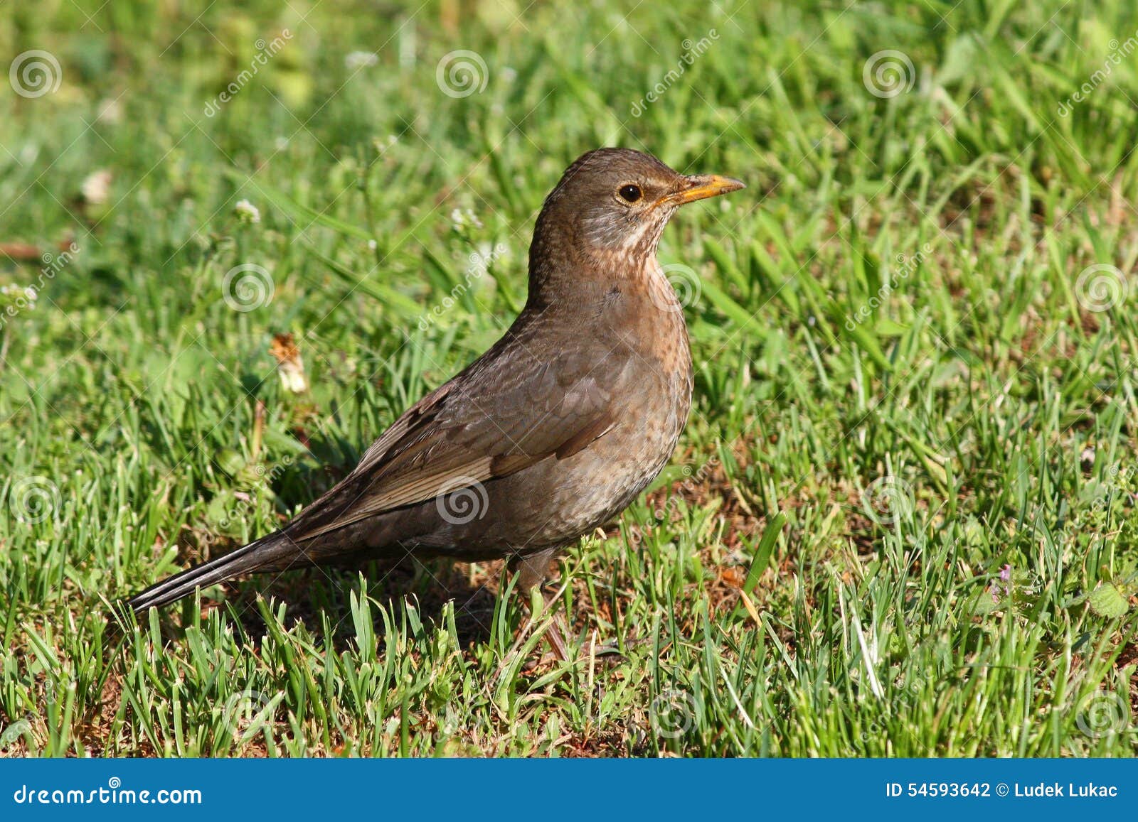 Turdus merula stock photo. Image of feather, countryside - 54593642