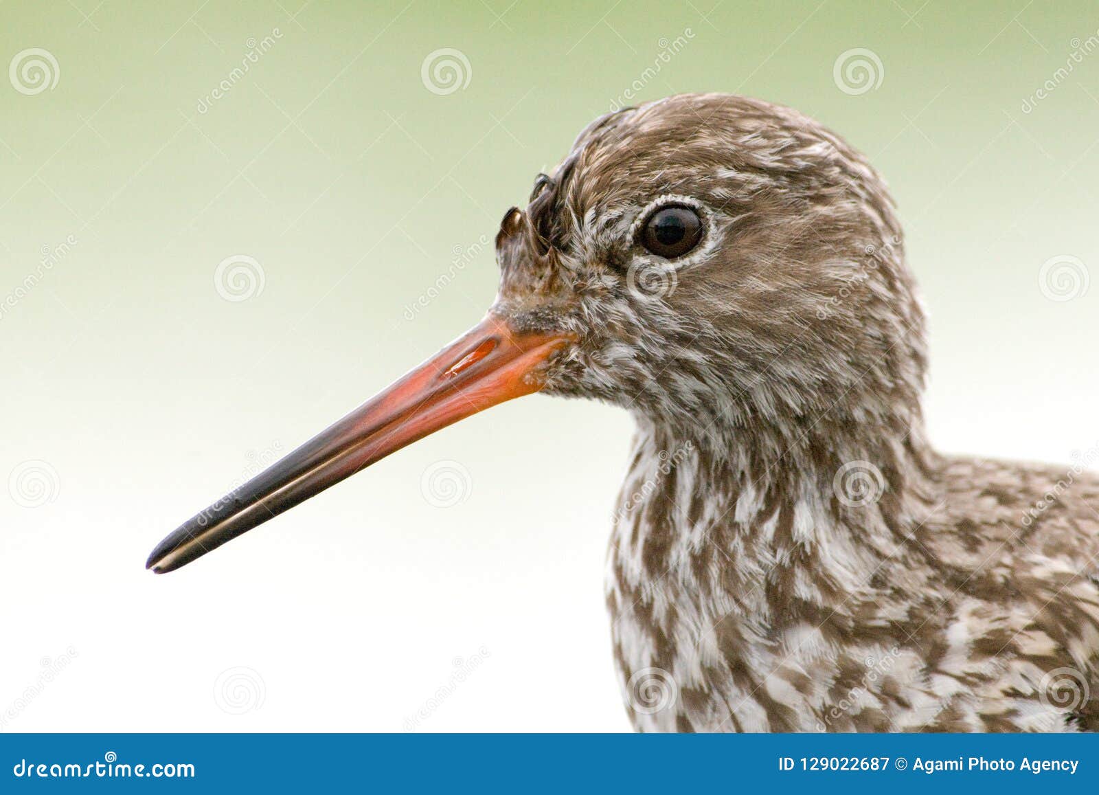 Tureluur, Common Redshank, Tringa Totanus Stock Image - Image of ...