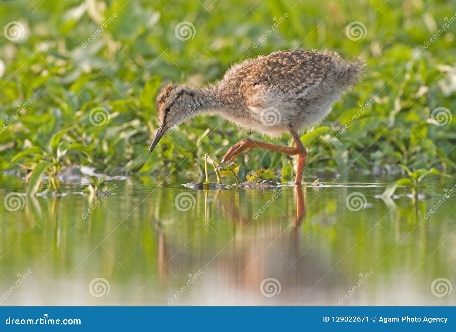 Tureluur, Common Redshank, Tringa Totanus Stock Image - Image of ...