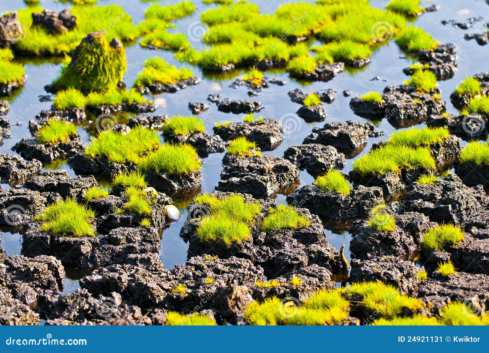 Turf stock image. Image of macro, closeup, soil, nature - 24921131