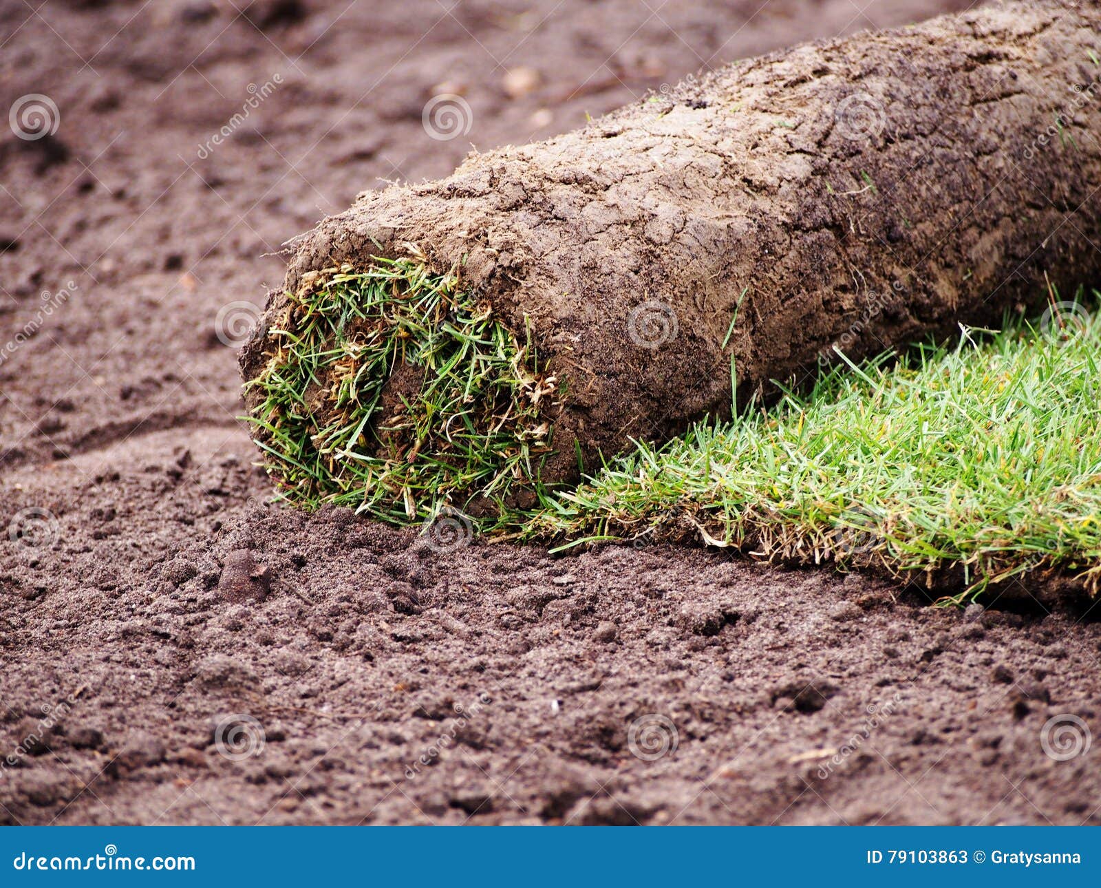 Turf grass roll stock image. Image of background, nature - 79103863
