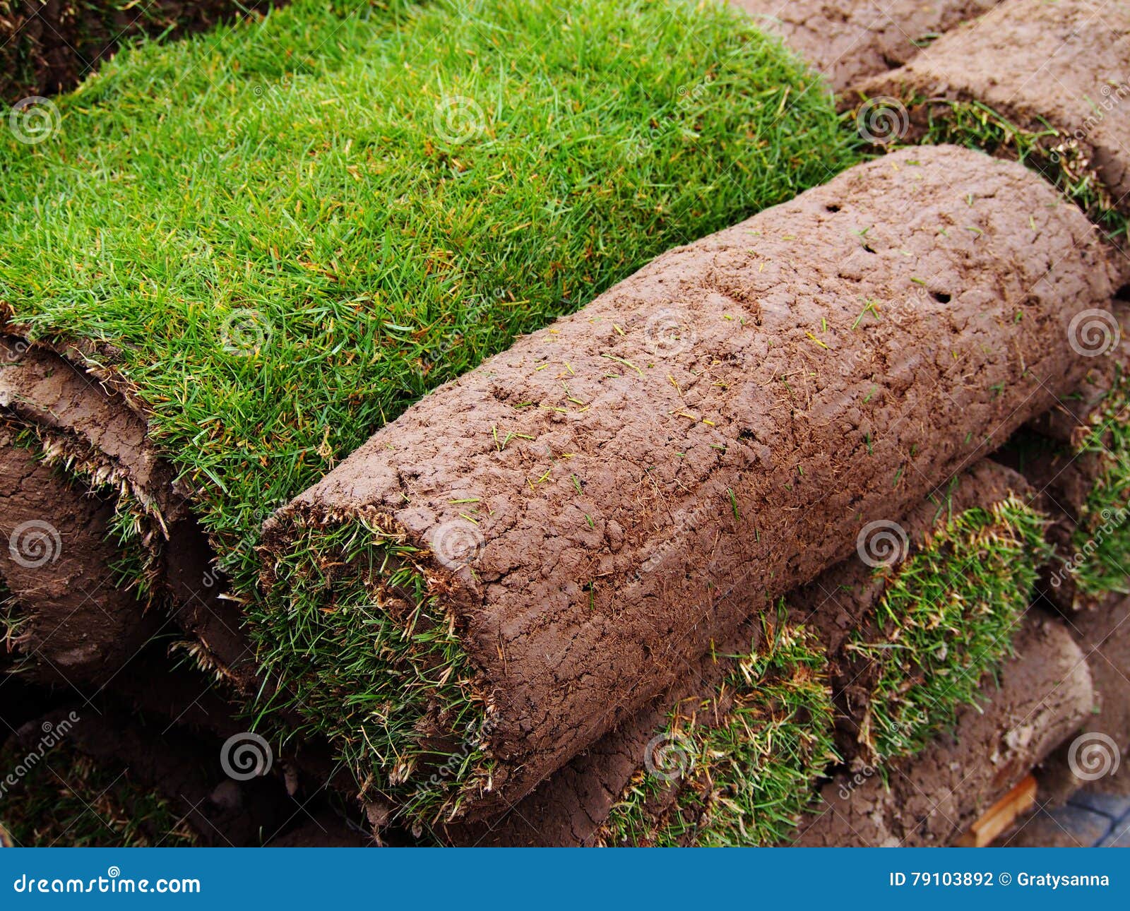 Turf grass roll stock photo. Image of field, growing - 79103892