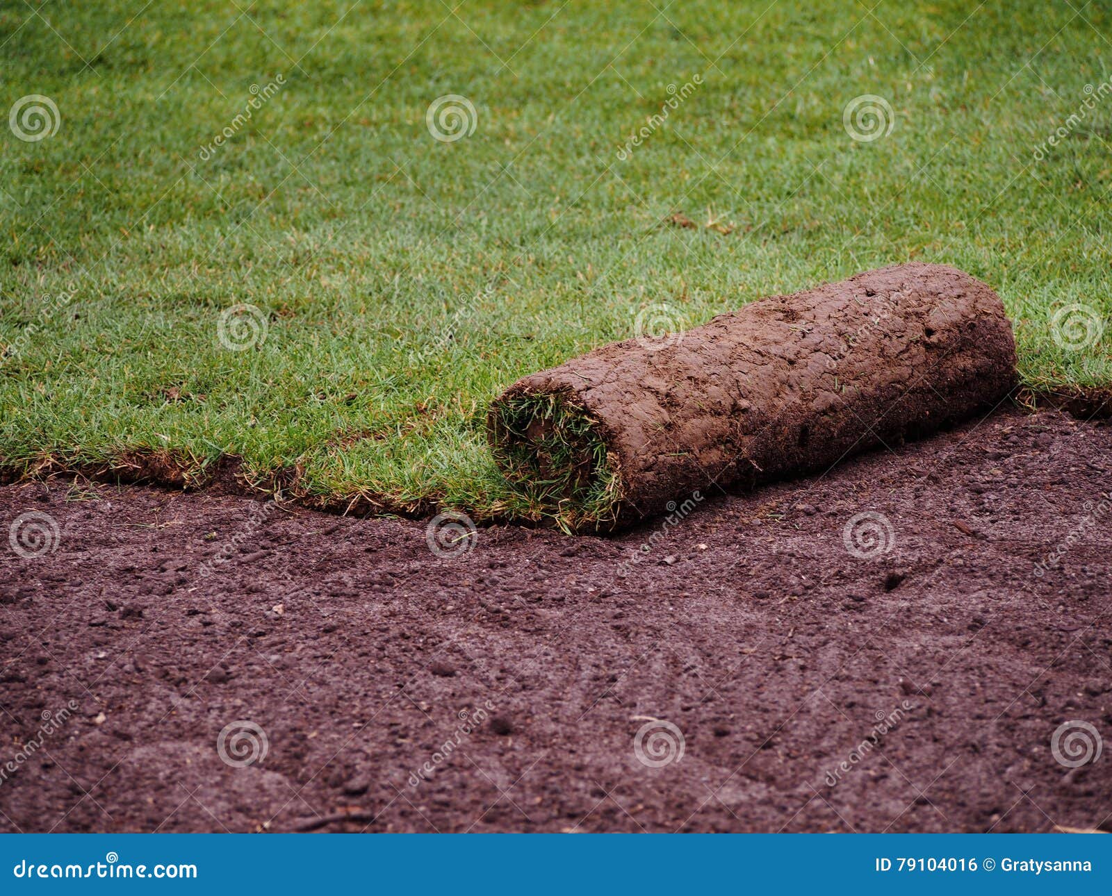 Turf grass roll stock photo. Image of field, plant, outdoor - 79104016