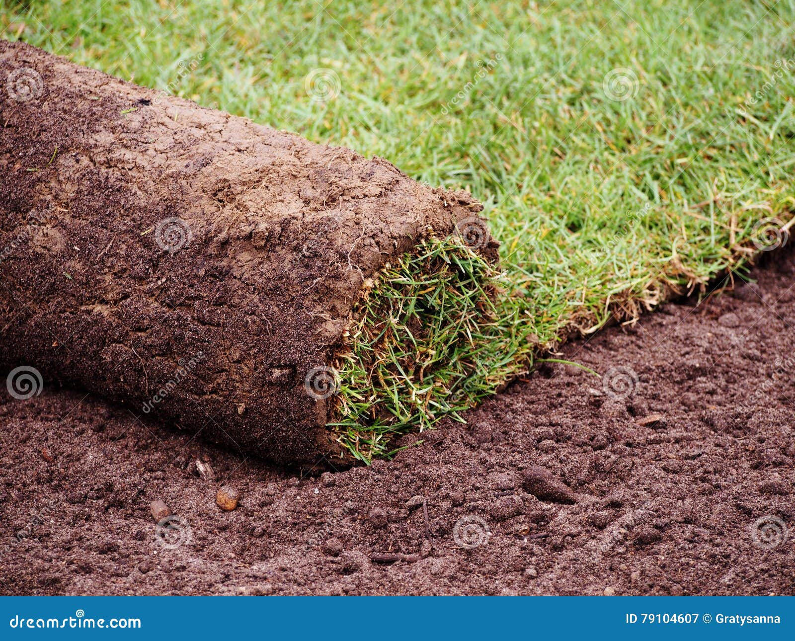 Turf grass roll stock image. Image of fresh, gardening - 79104607