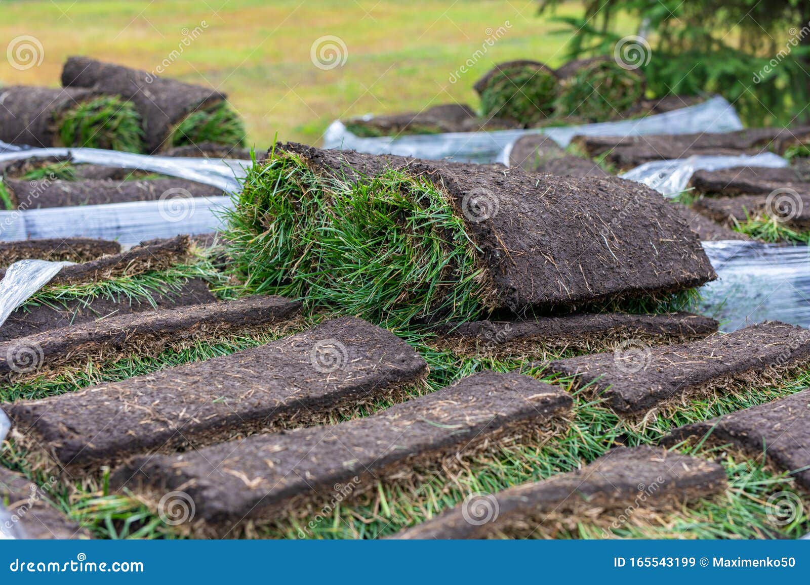 Turf Grass Roll, Green Grass Carpet in Roll for Lawn. Stack of Turf ...