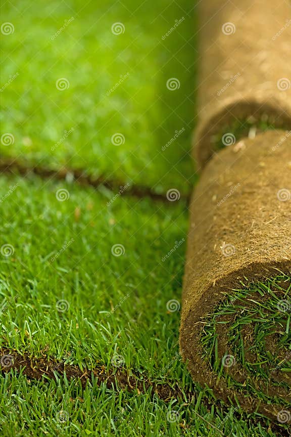 Turf grass rolls stock image. Image of growing, field - 14523515