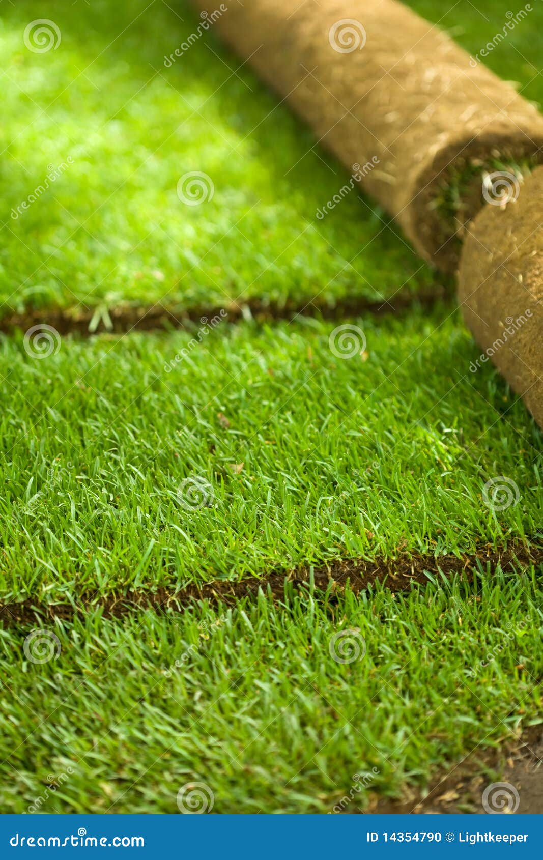 Turf Grass Rolls For Lawn. Carpet Of Turf, Roll Of Sod For Landscaping ...