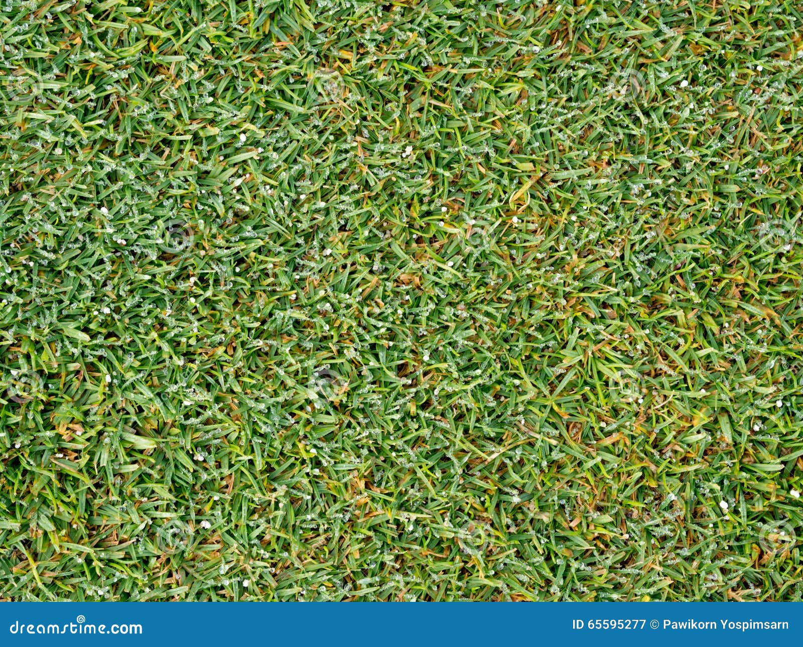 Green Turf grass texture stock image. Image of turf, texture - 65595277