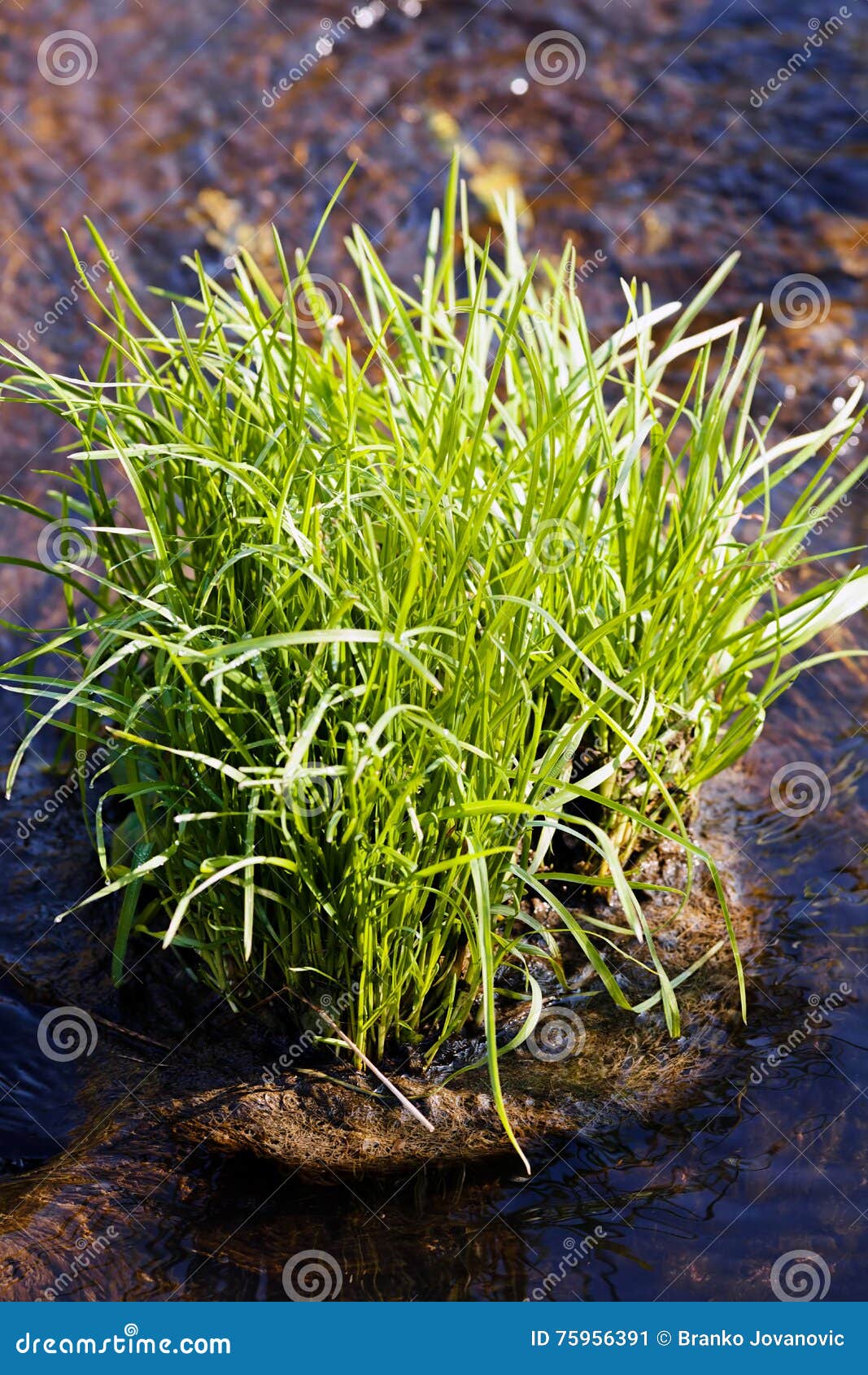 Turf grass in water stock image. Image of environment - 75956391