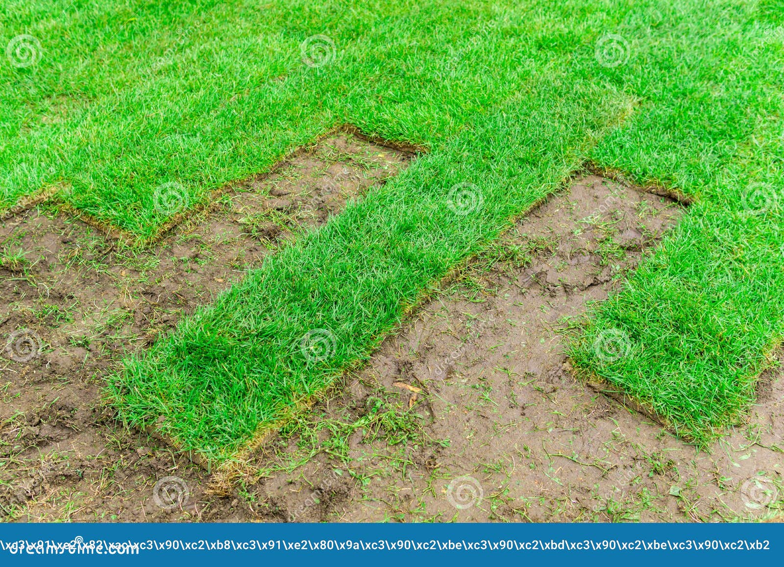 Turf in the Process of Laying Stock Image - Image of garden, ground ...