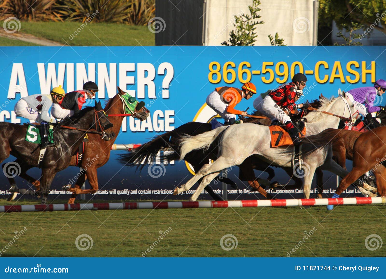 Turf Race at Hollywood Park Race Track Editorial Stock Image - Image of ...