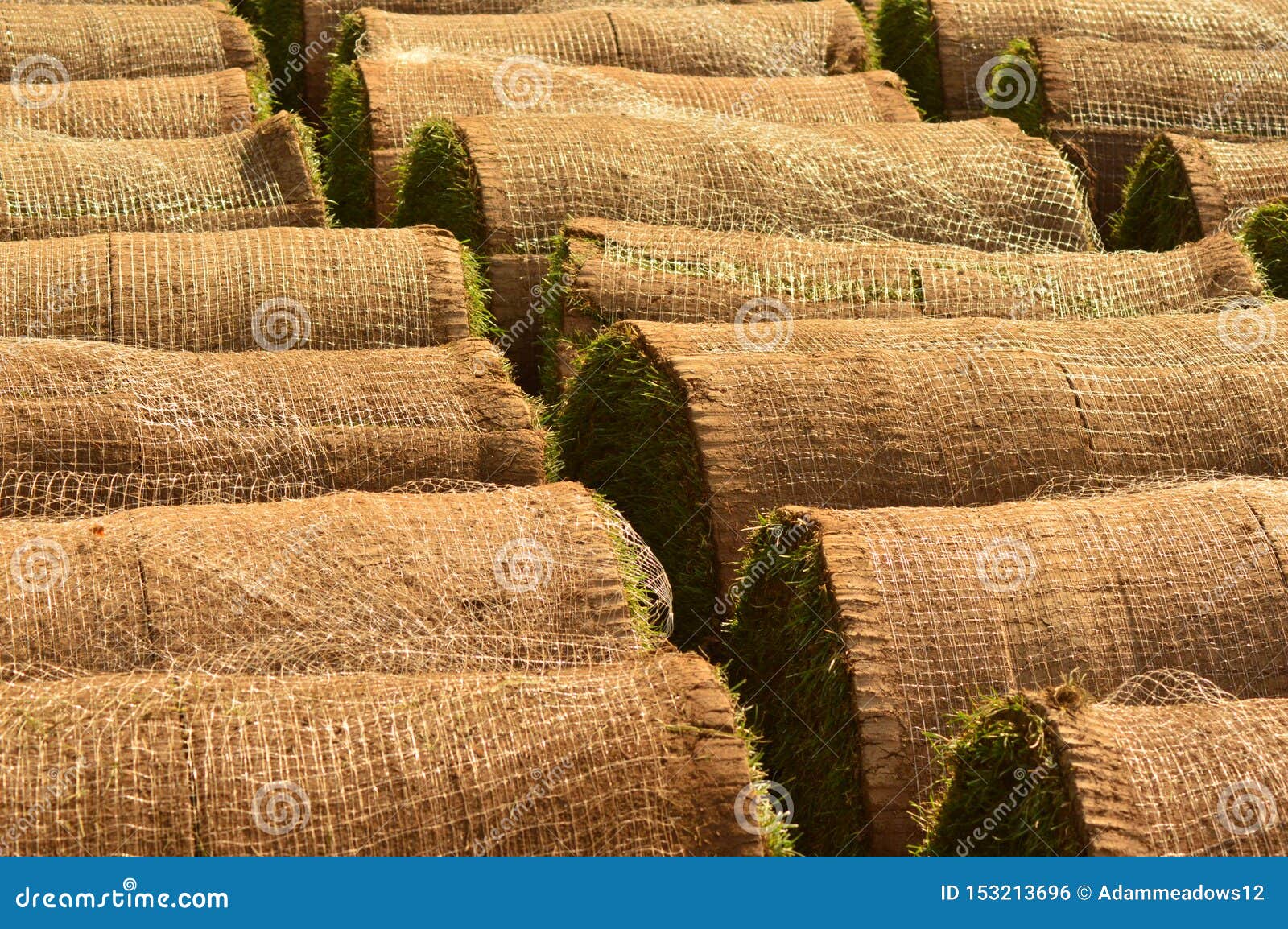 Turf sod stock photo. Image of fescue, turf, background - 153213696